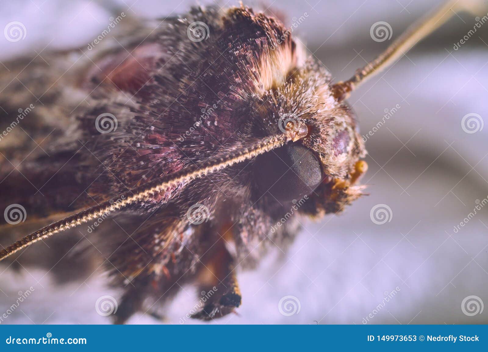 Macro Photography of a Clothes Moth Stock Image - Image of close ...