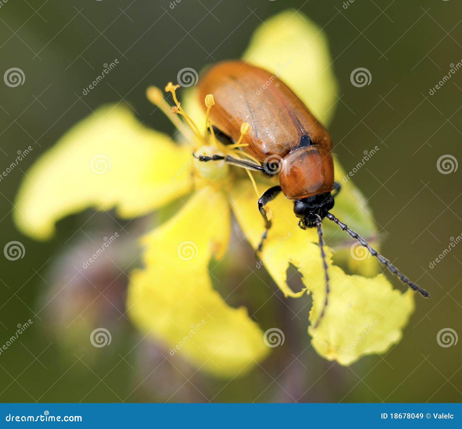 Macro Photography of Cockroach Stock Image - Image of insetto, nature ...