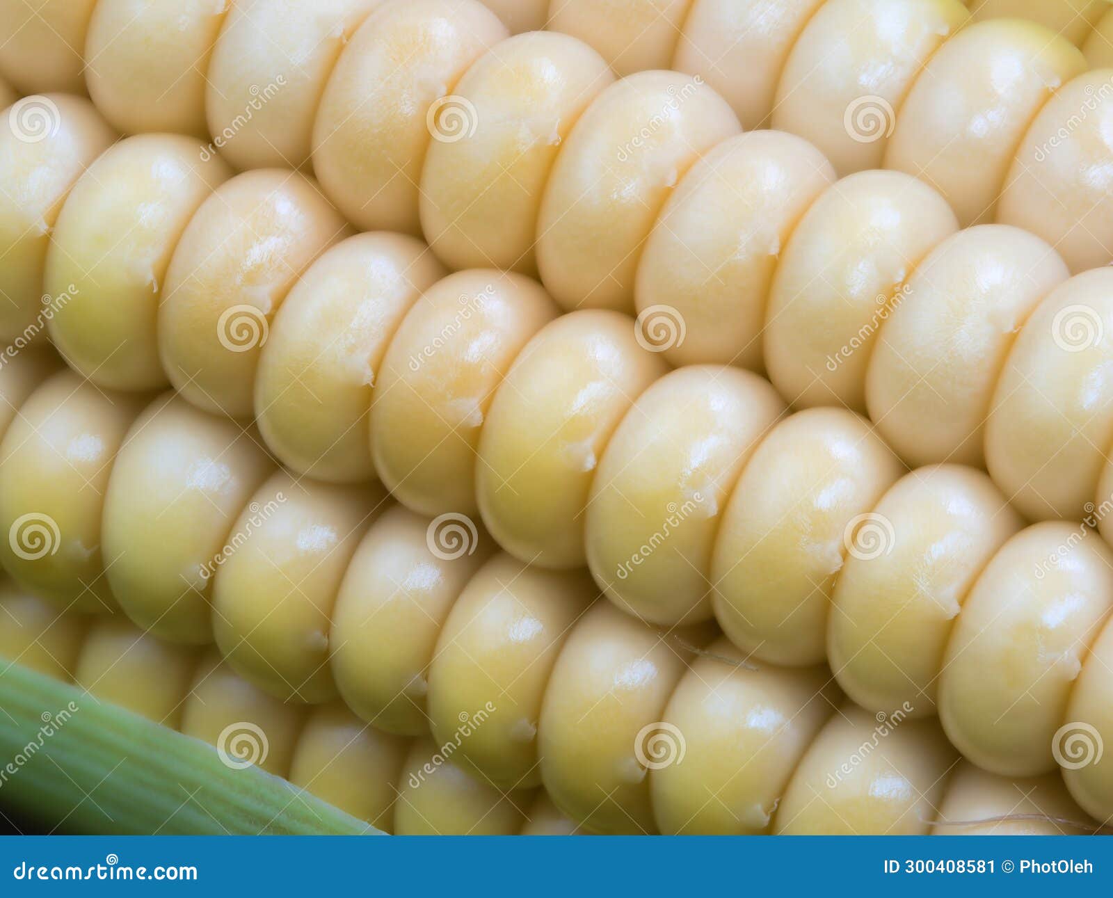 Macro Photography of Corn Cob Angled View Stock Image - Image of plant ...