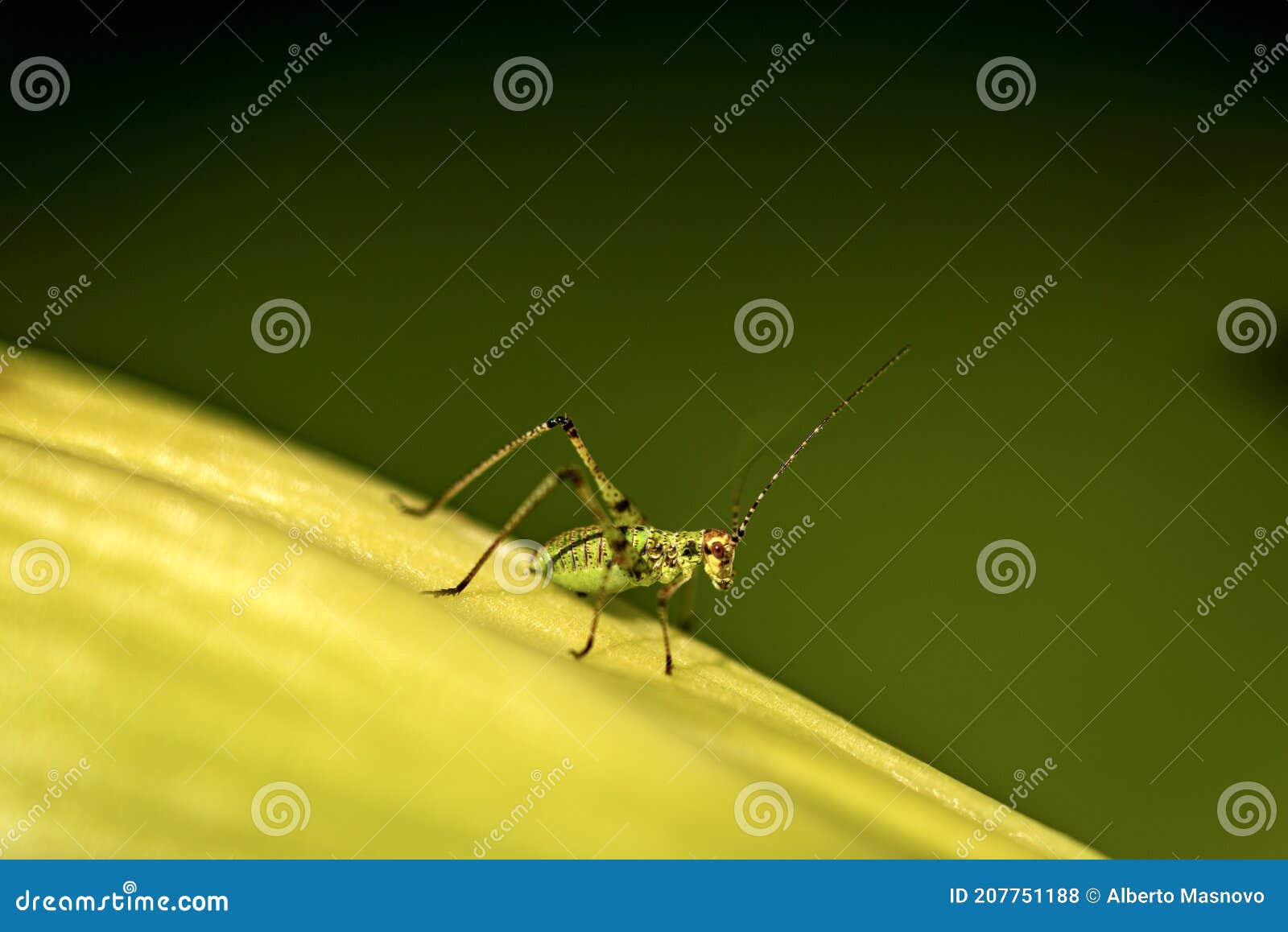 Macro Photography of a Cricket Insect on a Green Leaf Stock Photo ...