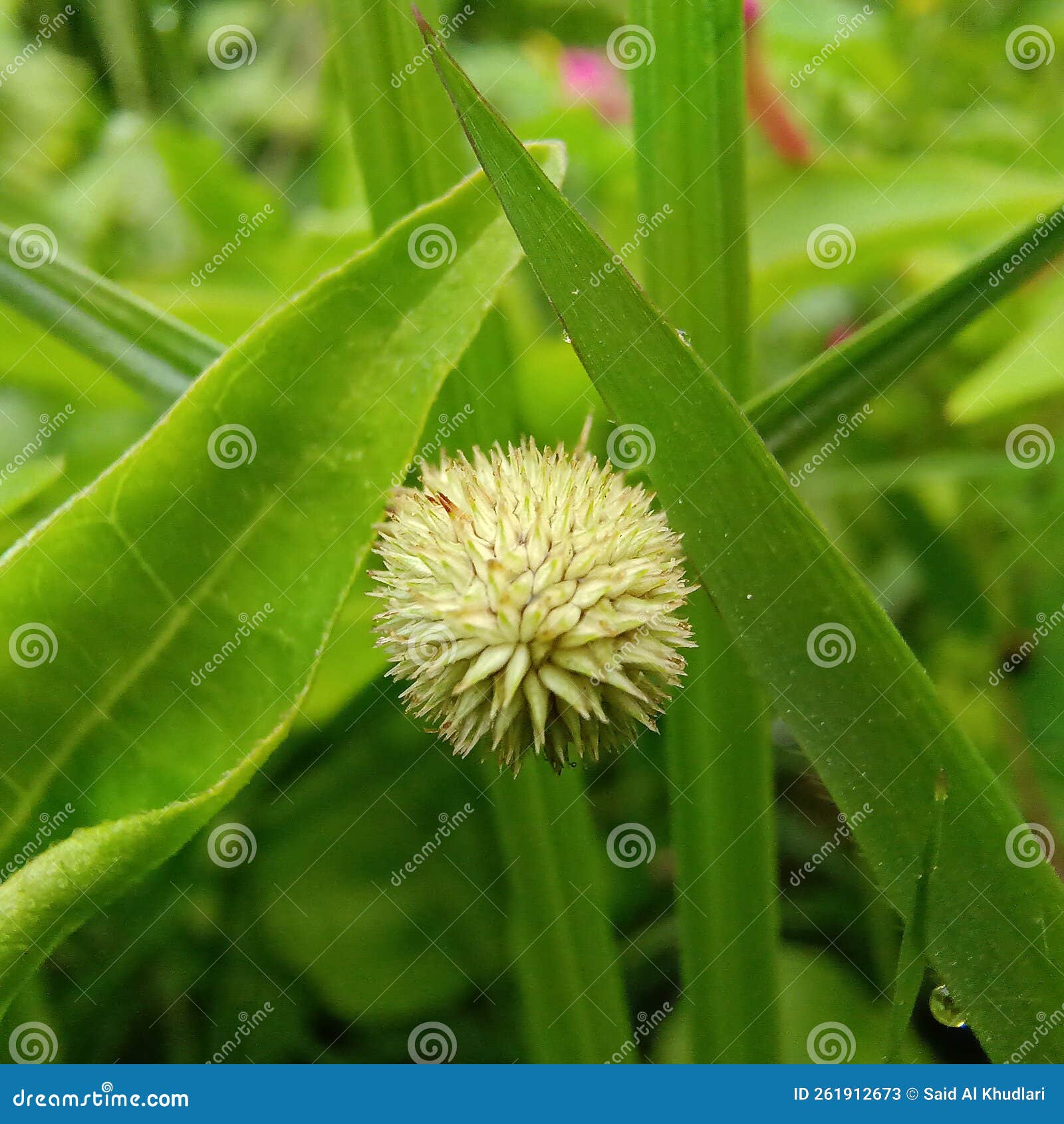 Macro Photography Cyperus Cephalotes Plants Stock Image - Image of ...