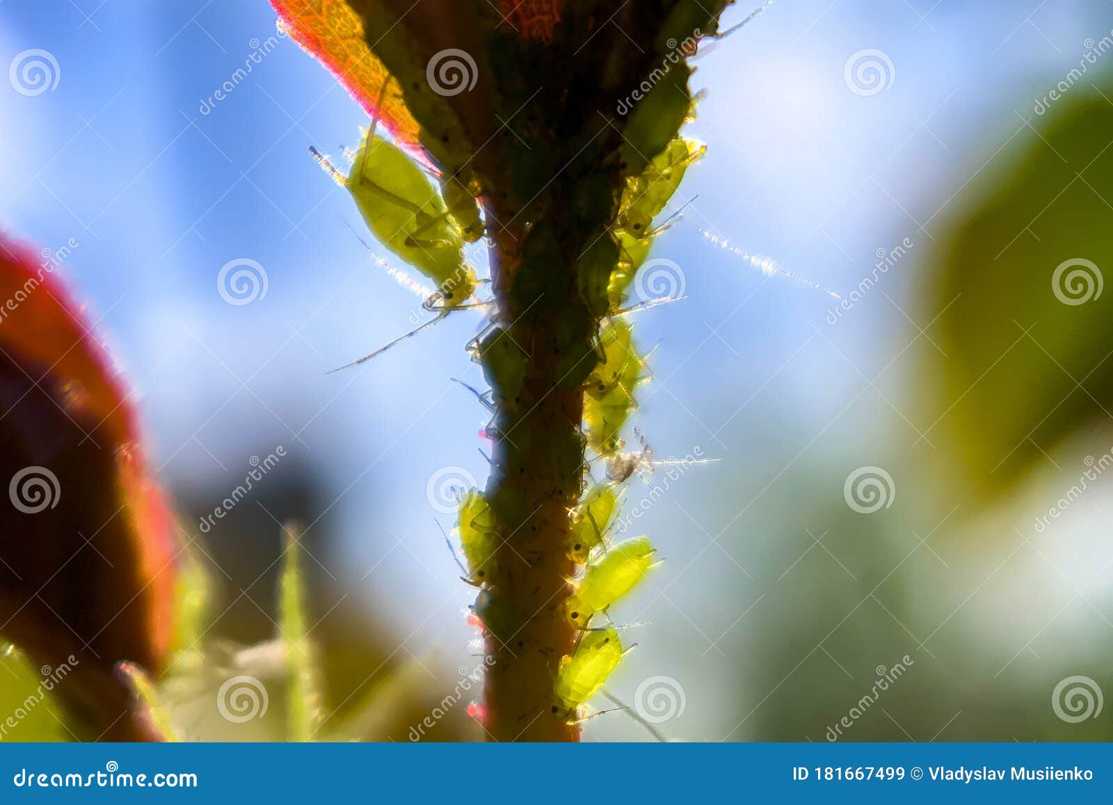Macro Photography. Different Sizes Aphids Swarm Gathering on a Fresh ...