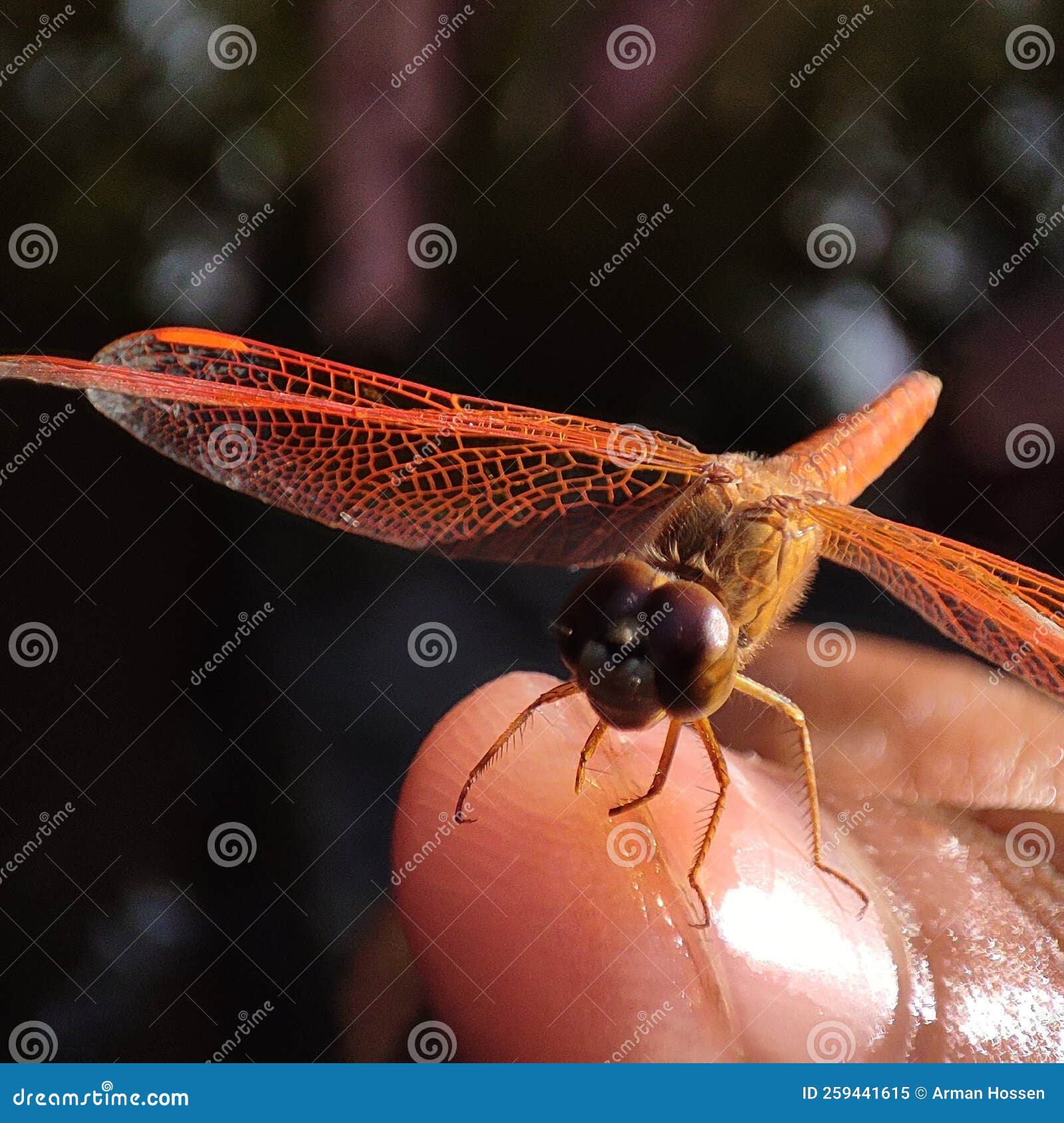 Macro Photography of Dragonfly with Beautiful Wing Held on a Finger ...