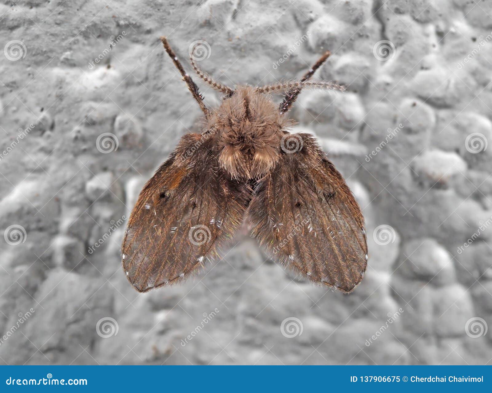 Macro Photo of Drain Fly on the Wall Stock Image - Image of moth, cute ...