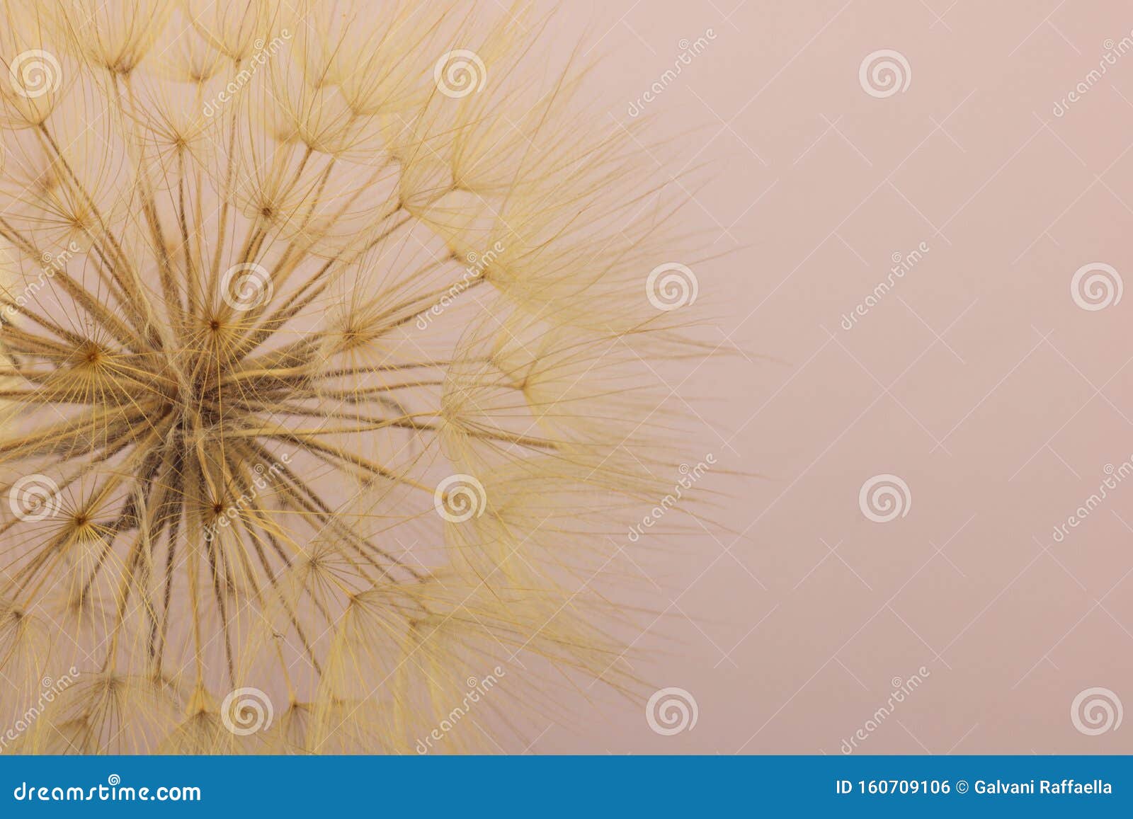 Macro Photography of Dry Dandelion Stock Photo - Image of natural ...