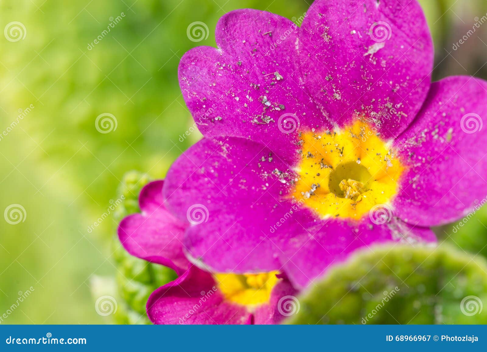 Macro Photography of Evening Primrose Flower Stock Image - Image of ...