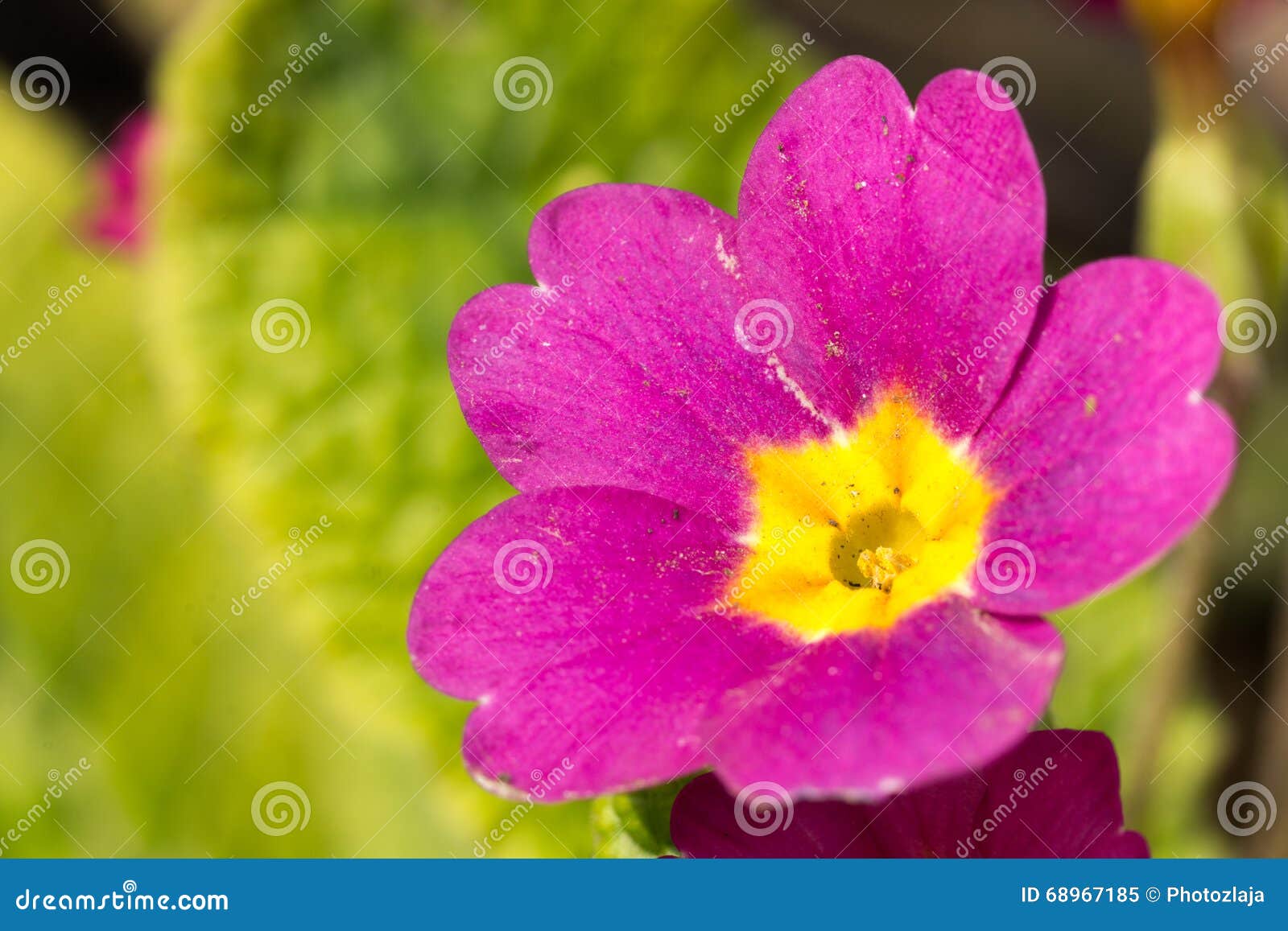 Macro Photography of Evening Primrose Flower Stock Image - Image of ...