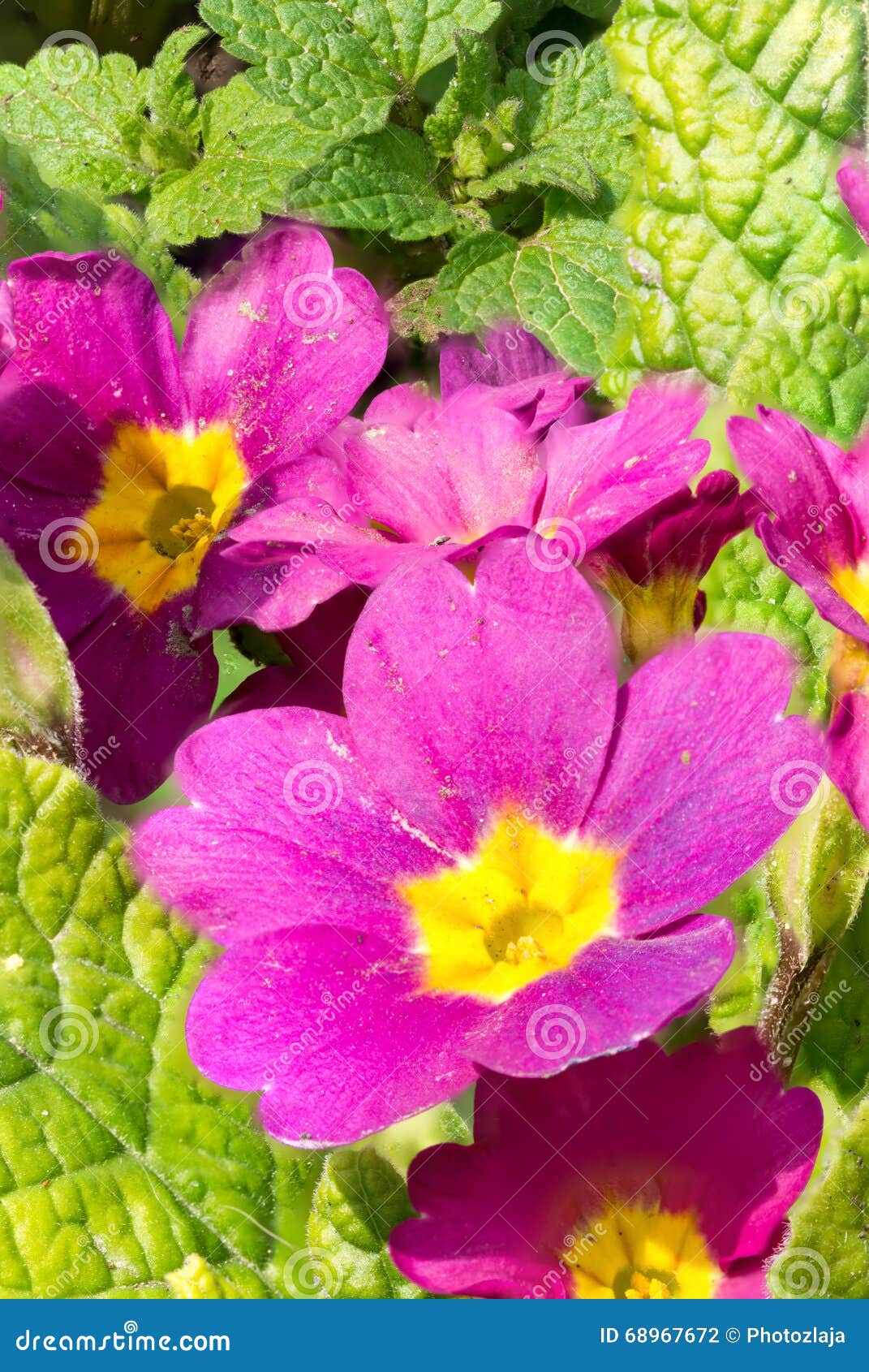 Macro Photography of Evening Primrose Flower. Focus Stacking Stock ...