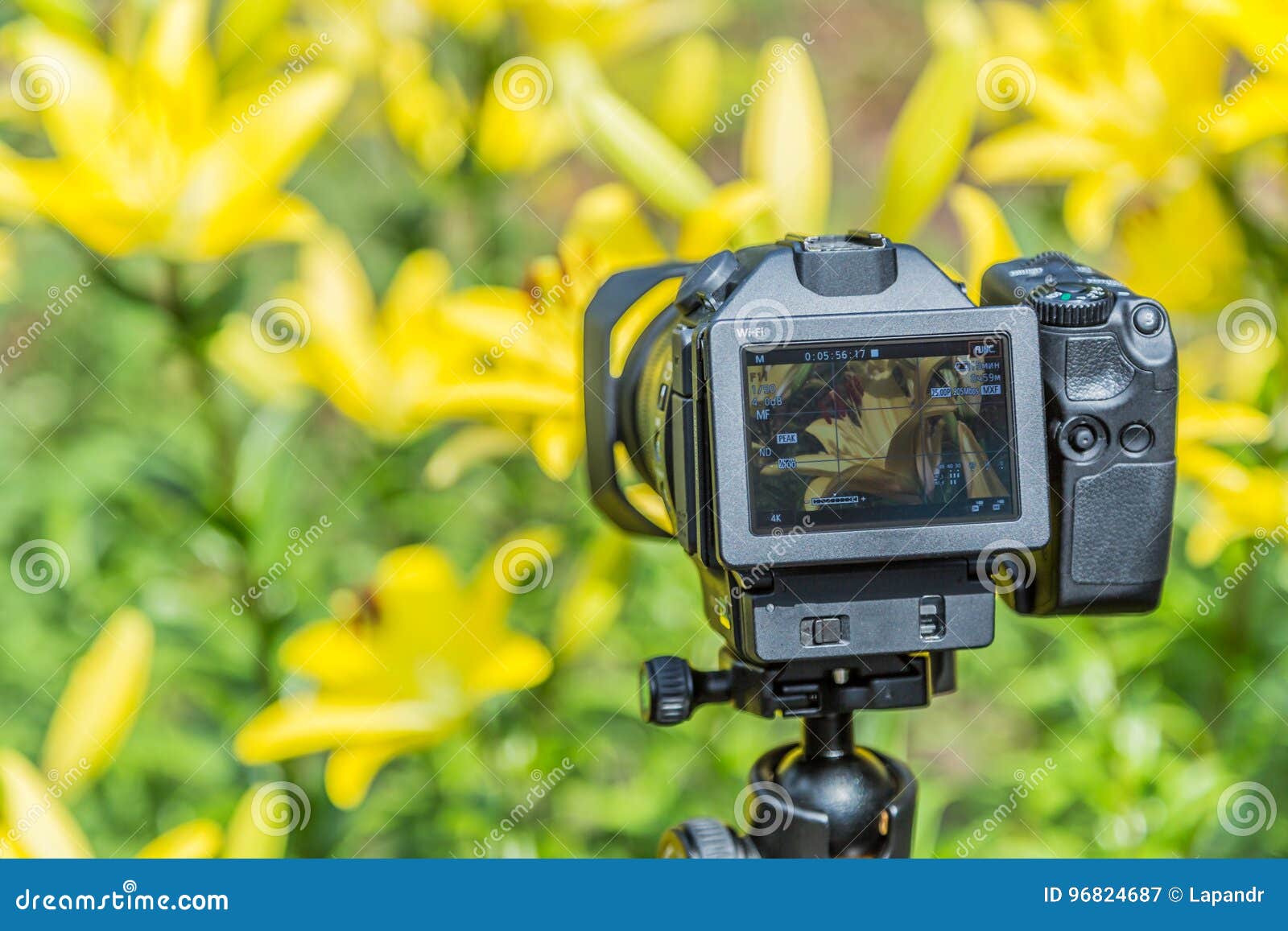 Macro Photography of Flowers. Digital Camera LCD Display Stock Image ...