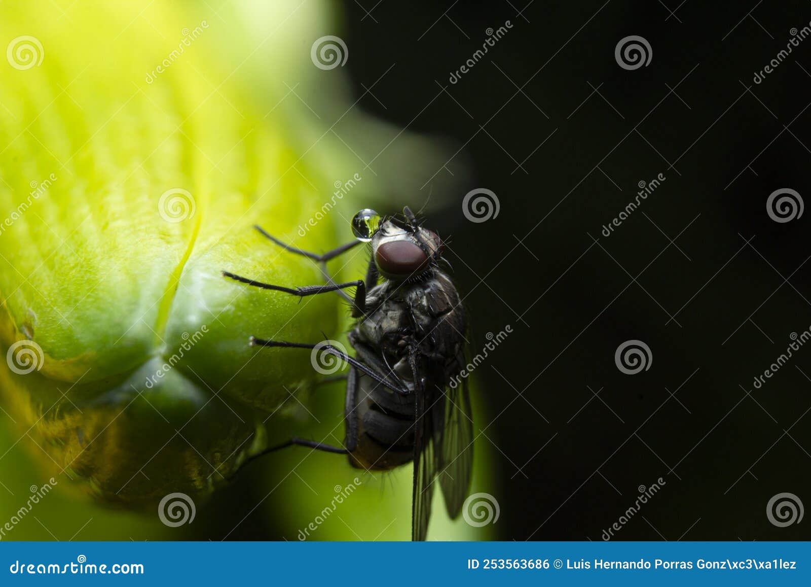 Macro Photography of Fly Drinking a Drop of Water Stock Photo - Image ...