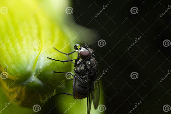 Macro Photography of Fly Drinking a Drop of Water Stock Photo - Image ...