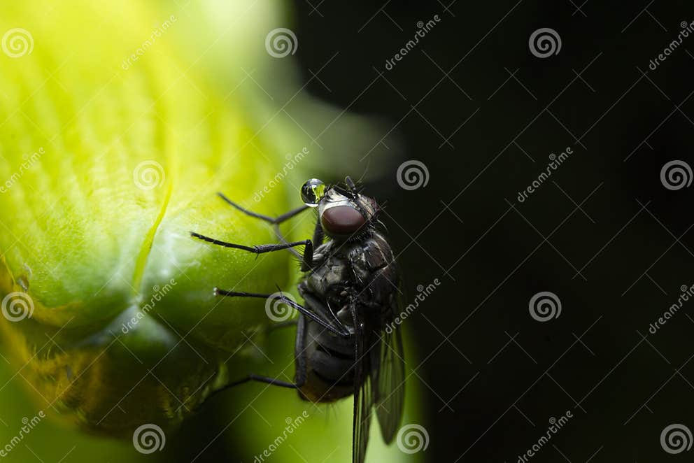 Macro Photography of Fly Drinking a Drop of Water Stock Photo - Image ...