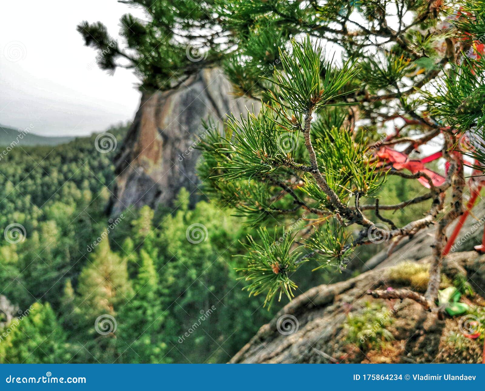 Macro Photography in the Forest Stock Photo - Image of trees, macro ...