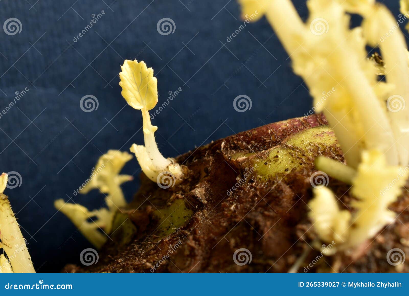 Macro Photography of Germinated Beetroot Sprouts. Stock Image - Image ...