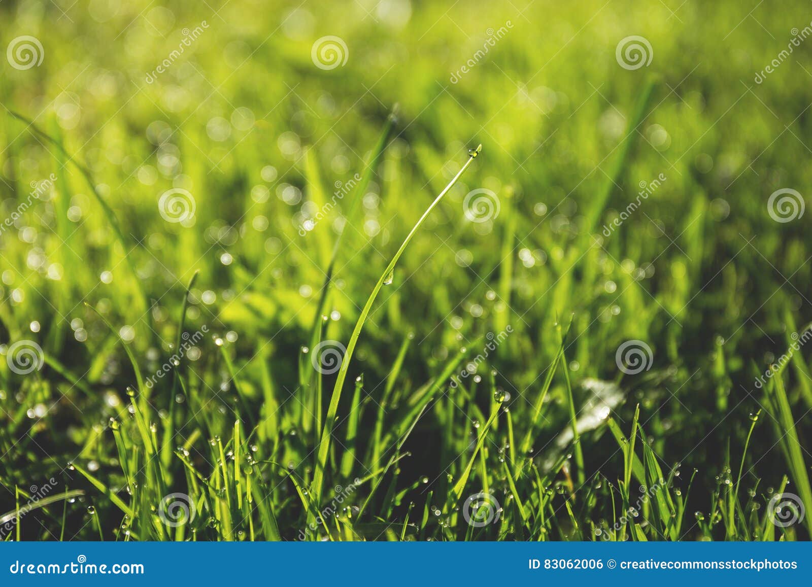 Macro Photography Of Green Grass Field With Rain Drops Picture. Image ...