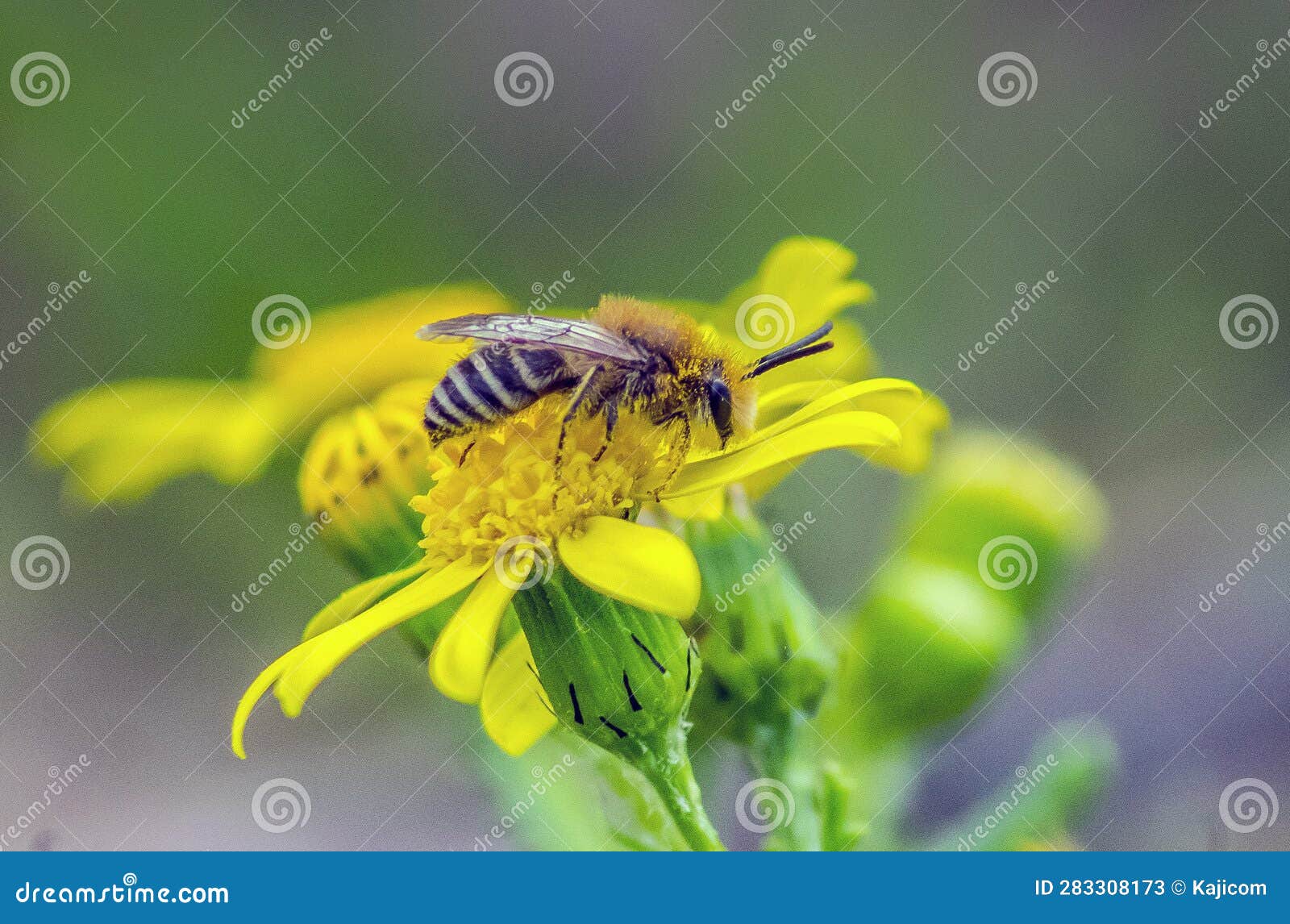 Macro Photography of a Honey Bee on a Flower Stock Image - Image of ...