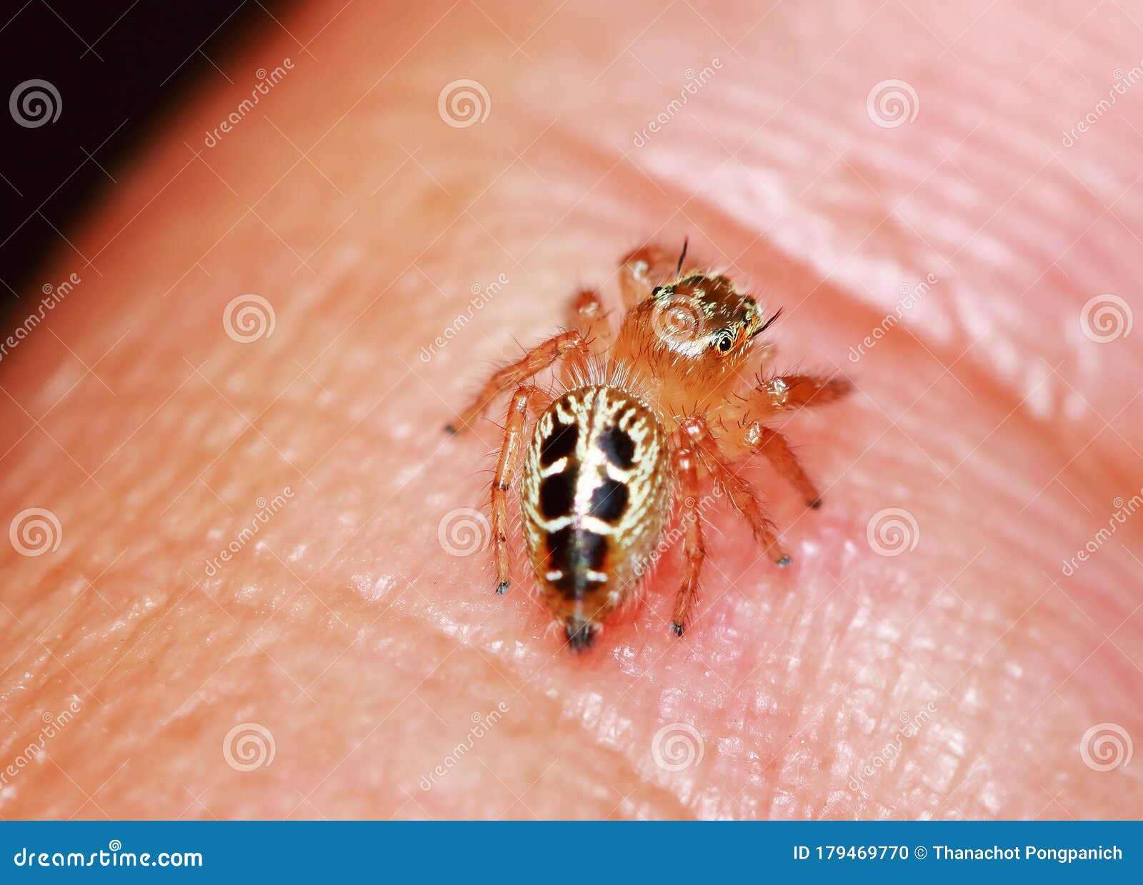 Macro Photography of Jumping Spider on Finger for Background Stock ...