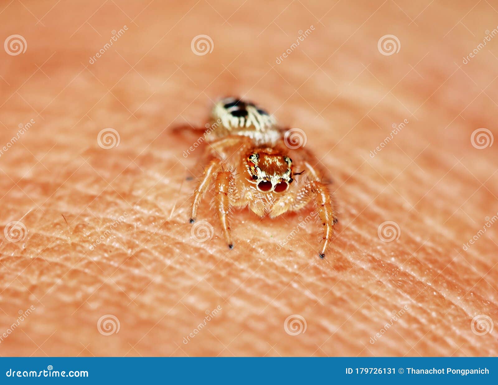 Macro Photography of Jumping Spider on Finger for Background Stock ...
