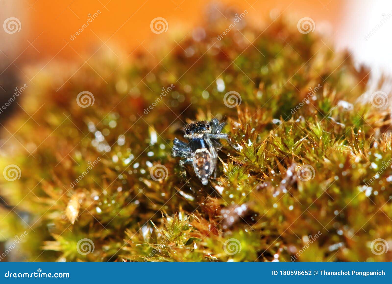 Photography of Jumping Spider on Old Moss in Nature for Background ...