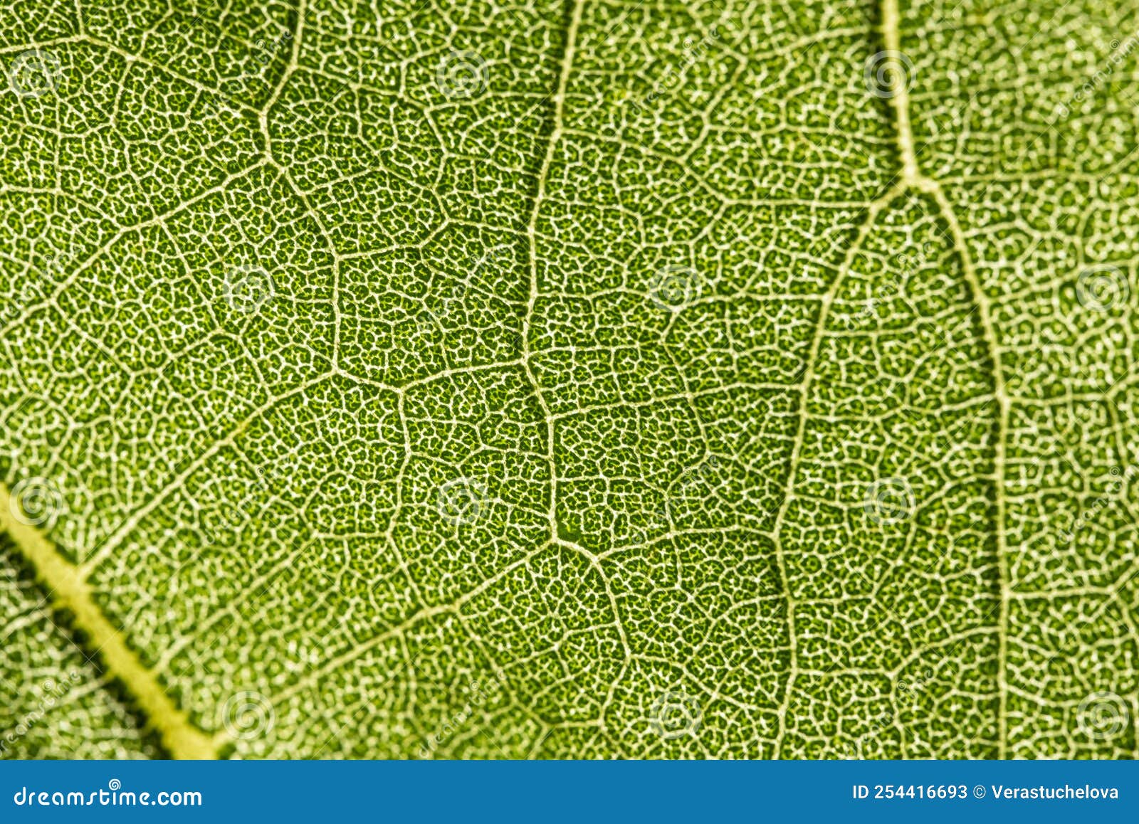 Macro Photography of Leaf Texture Stock Image - Image of biology ...