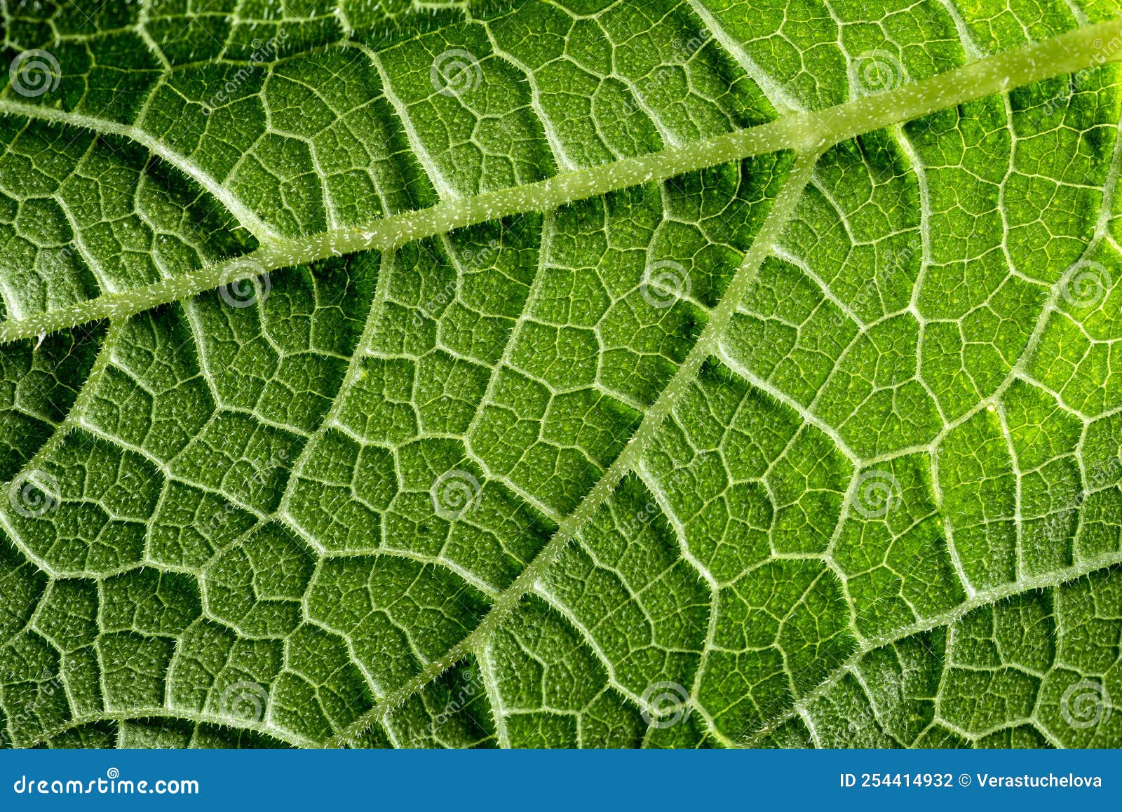 Macro Photography of Leaf Texture Stock Photo - Image of cells ...