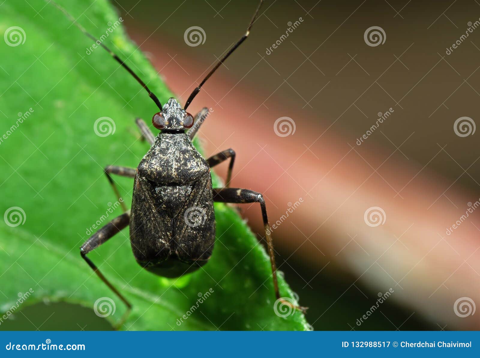 Macro Photo of Little Shield Bug on Green Leaf Stock Image - Image of ...