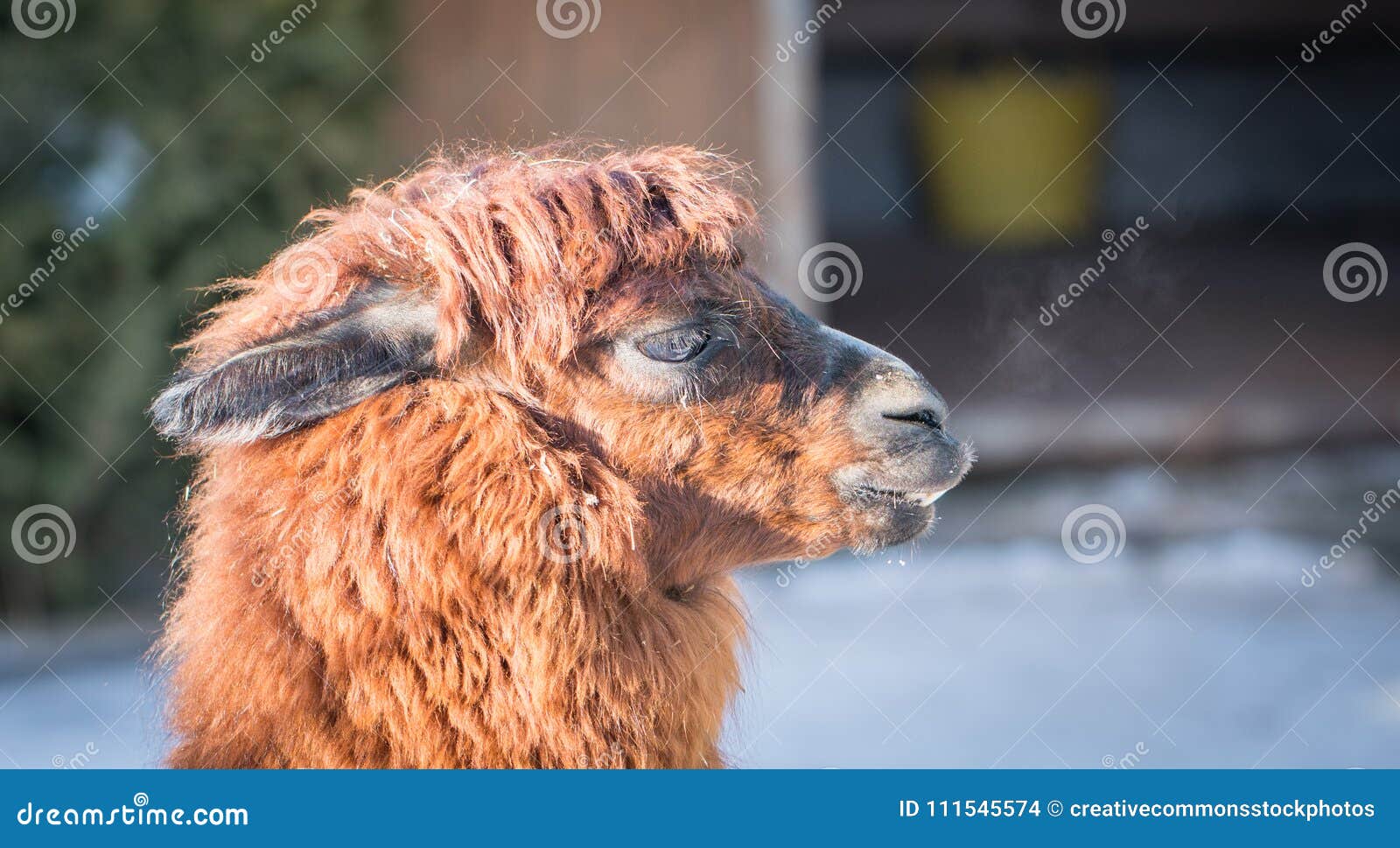 Macro Photography Of Llamas Head Picture. Image: 111545574