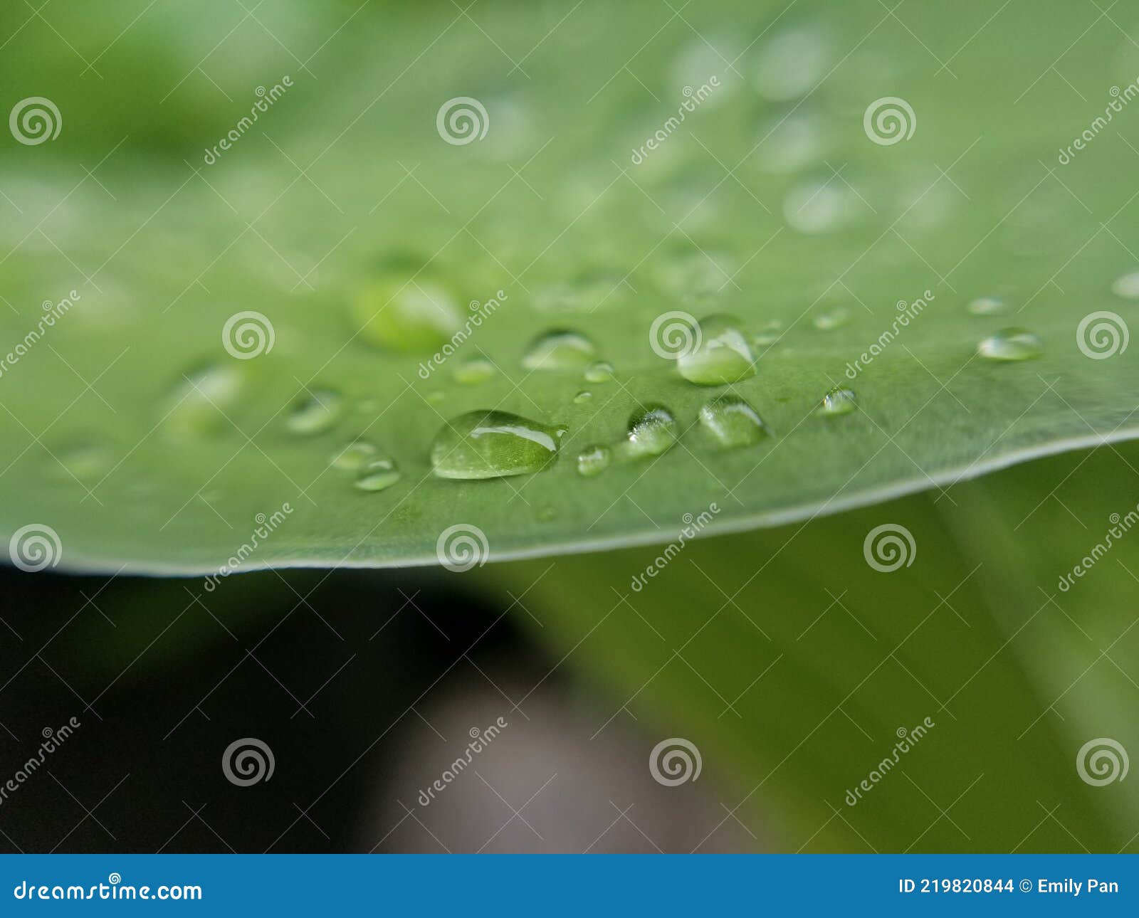 Macro Photography of Many Raindrops Stock Photo - Image of grass ...