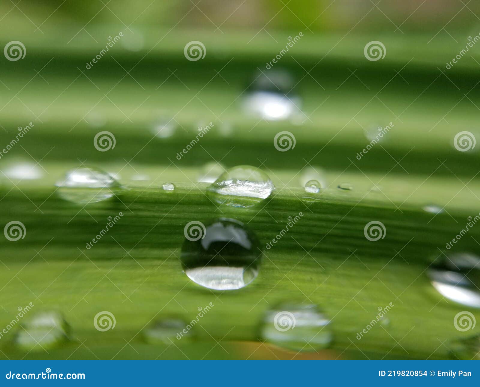 Macro Photography of Many Raindrops Stock Photo - Image of nature, leaf ...