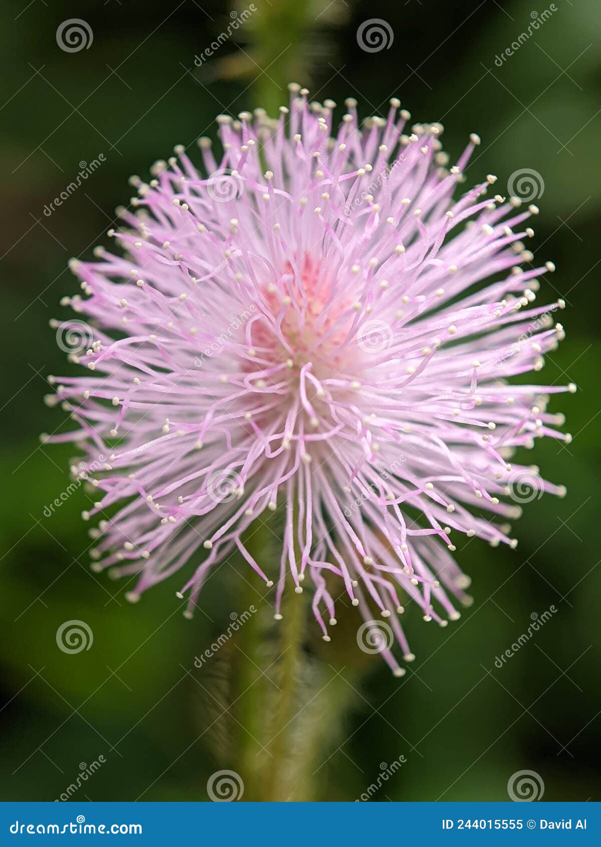 Macro Photography, Mimosa Strigillosa Stock Image - Image of flower ...