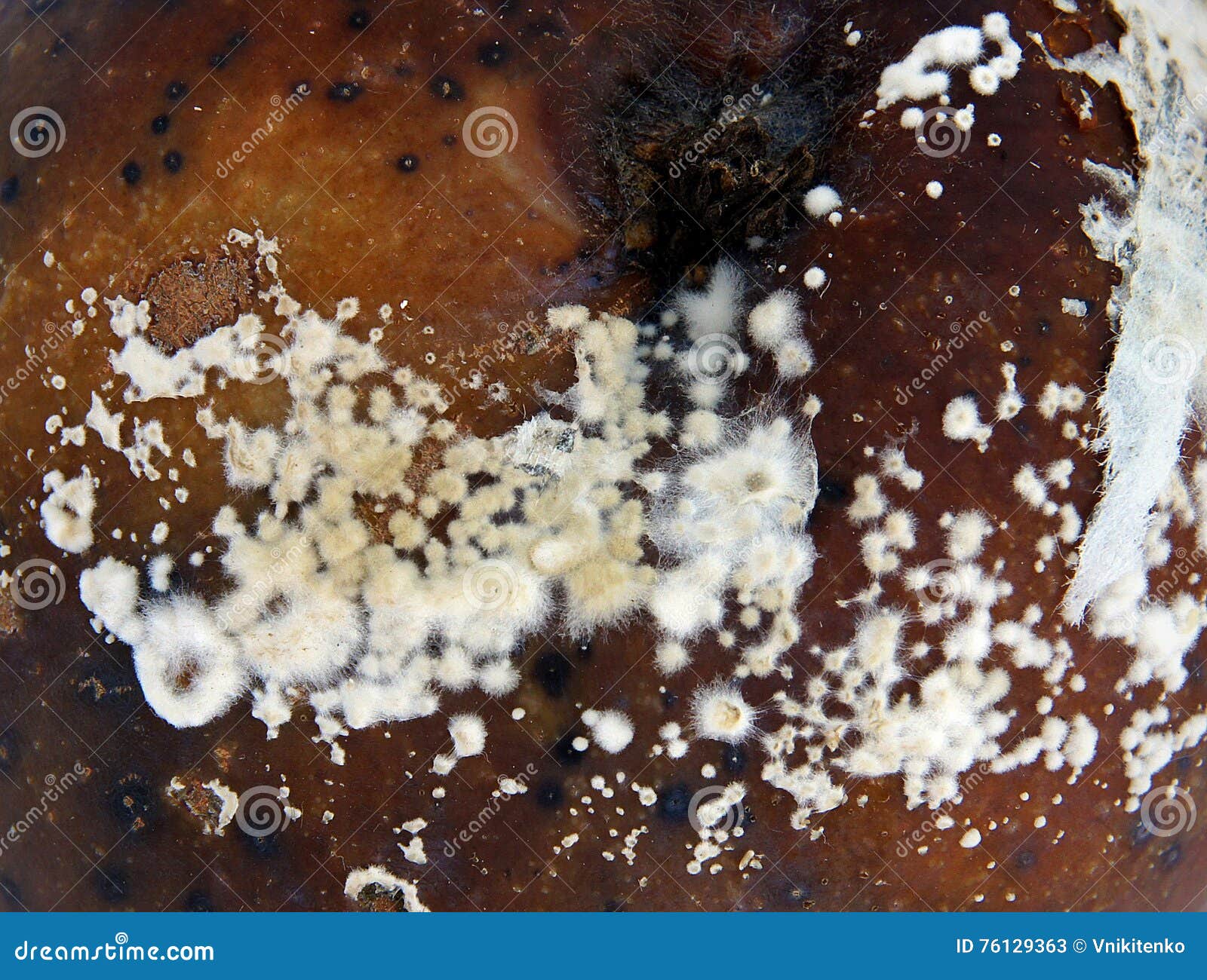 Macro Photography of Mold Stains Stock Image - Image of abominable ...