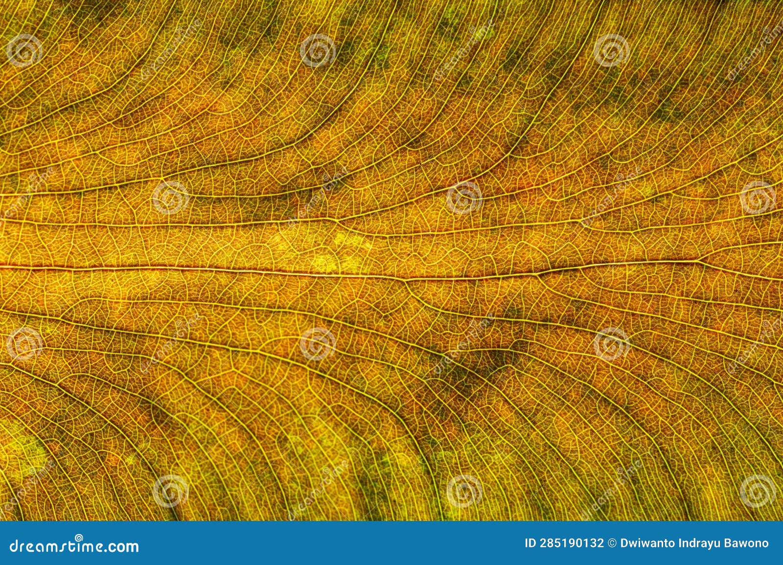 Macro Photography Natural Leaf Pattern Texture Stock Photo - Image of ...