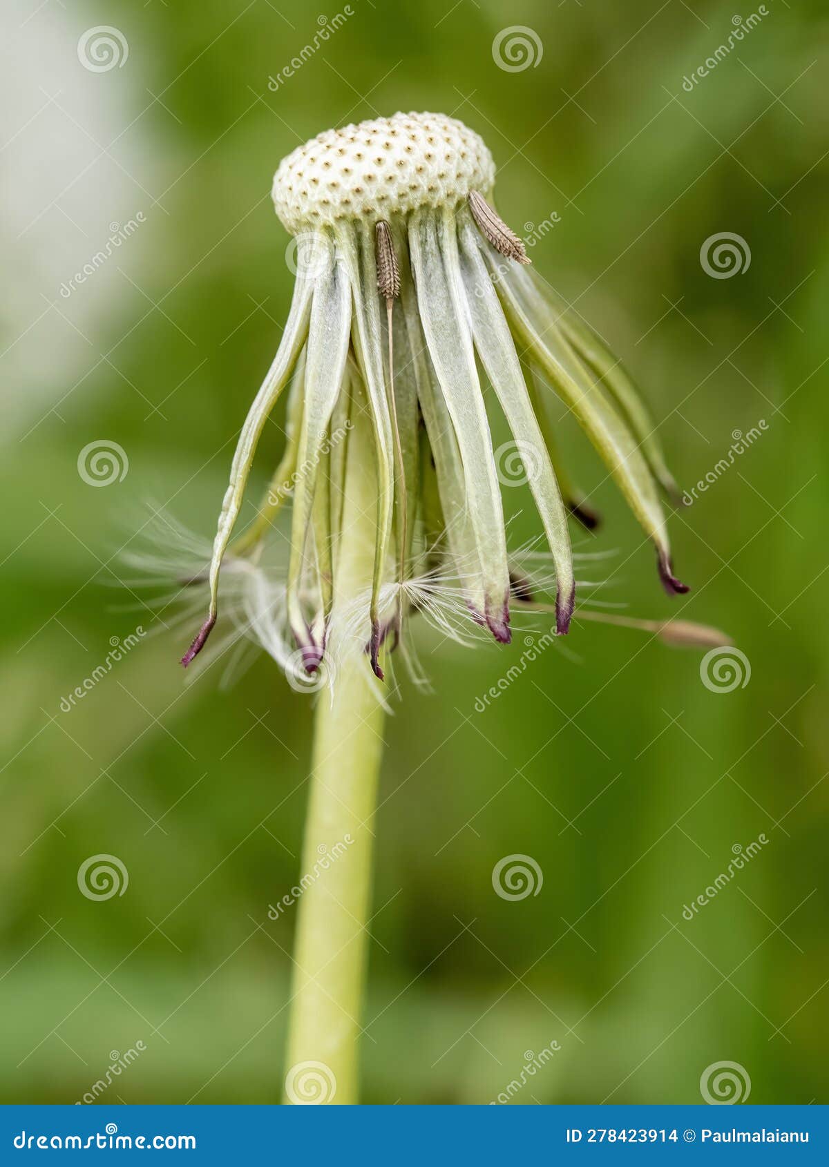 Macro Photography with an Old Dandelion. Stock Photo - Image of closeup ...