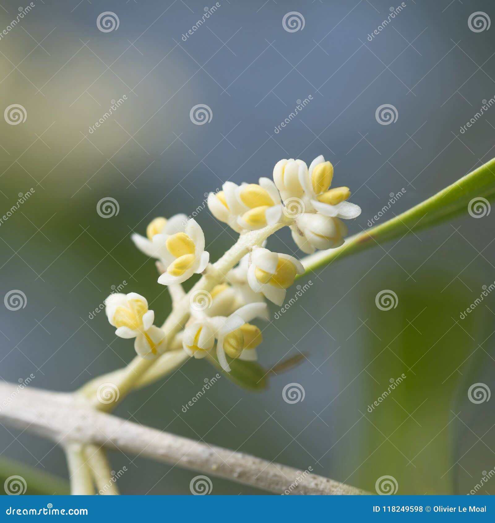 Macro Photography of Olive Tree Flowers in Spring Stock Photo - Image ...