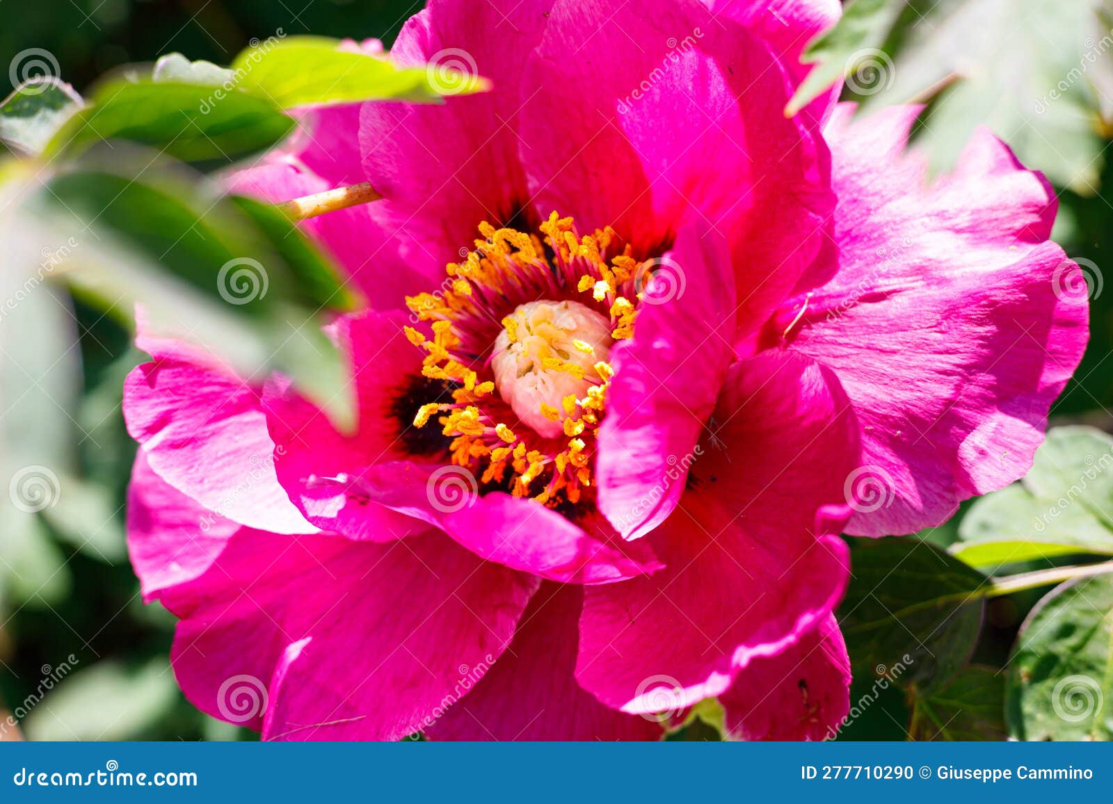 Macro Photography of a Peony Stock Photo - Image of natural ...