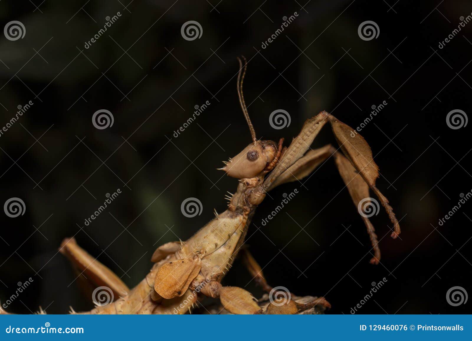 Stick insect stock photo. Image of macro, stick, insect - 129460076