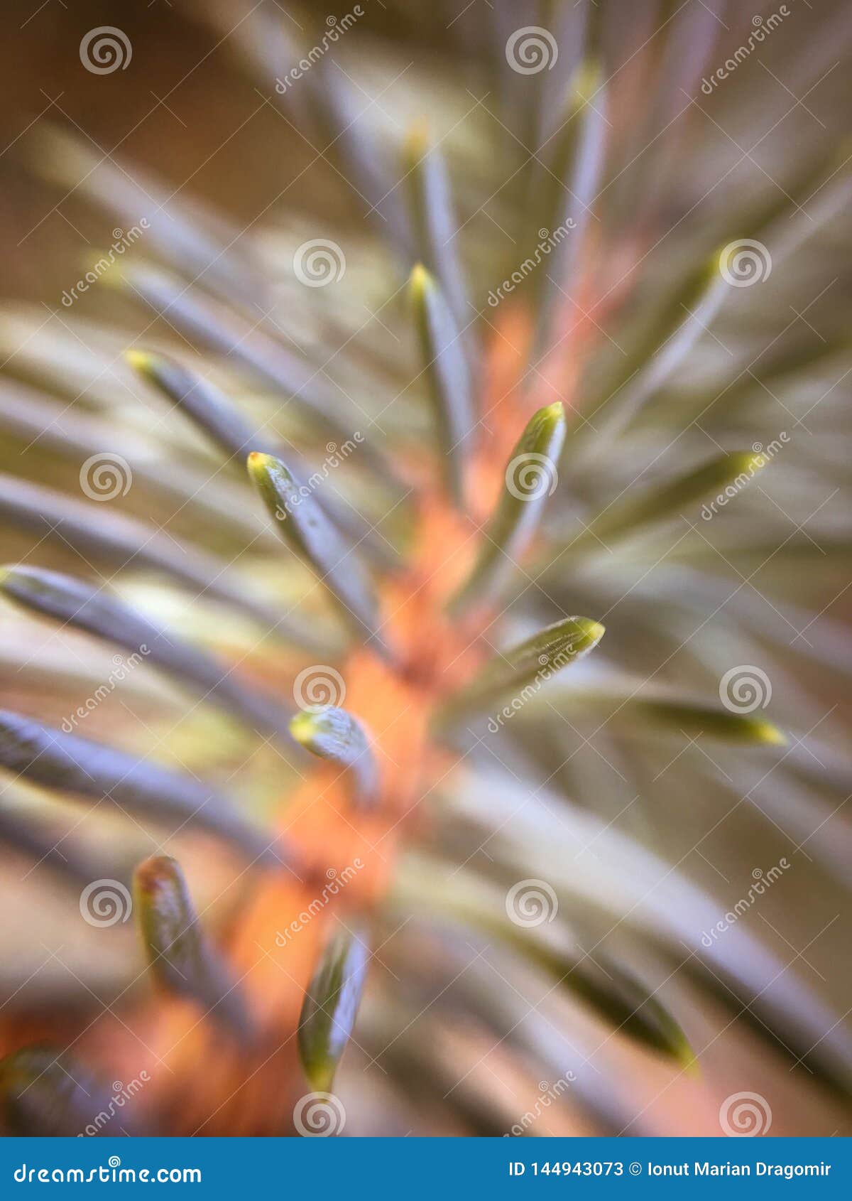 Pine Tree Needless Macro Shot Stock Image - Image of early, coniferous ...
