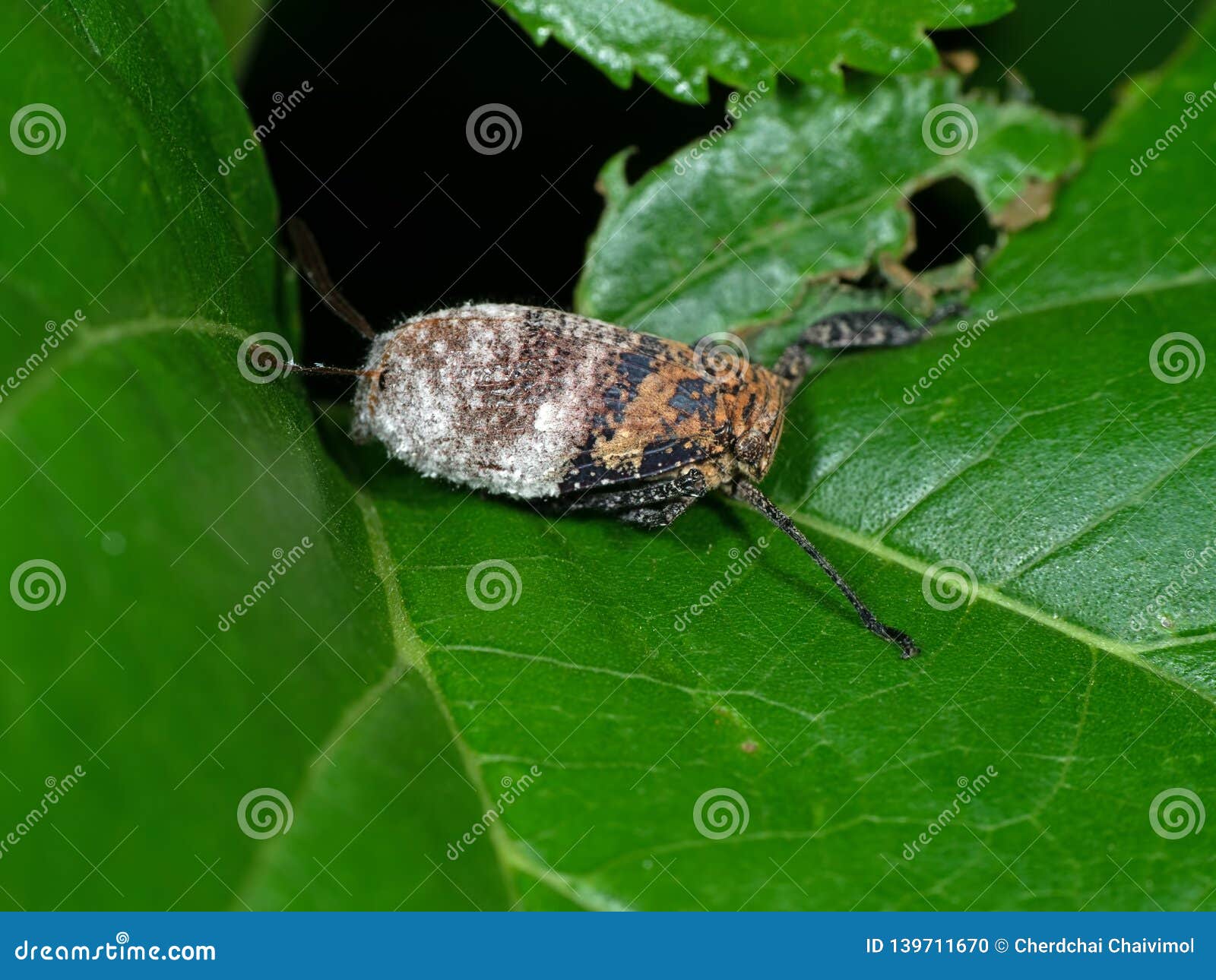 Macro Photo of Planthopper on Green Leaf Stock Photo - Image of hoppers ...
