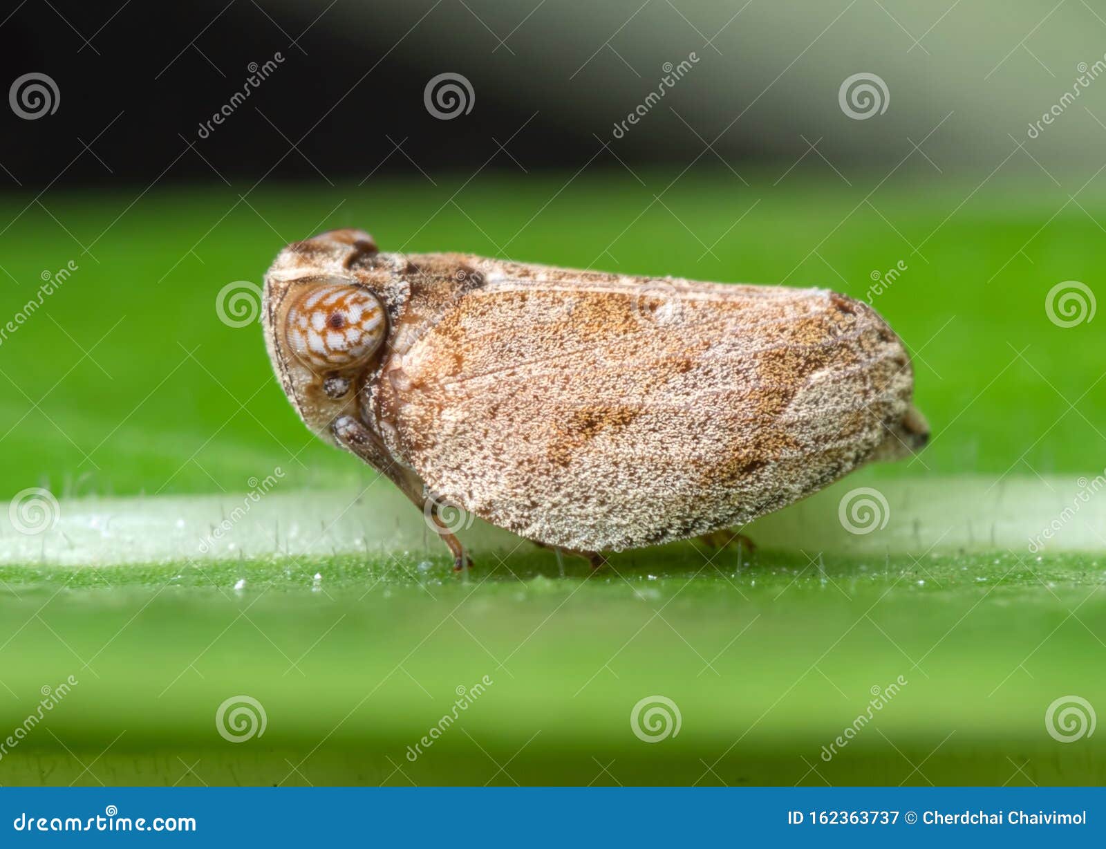 Macro Photo of Planthopper on Green Leaf Stock Image - Image of ...
