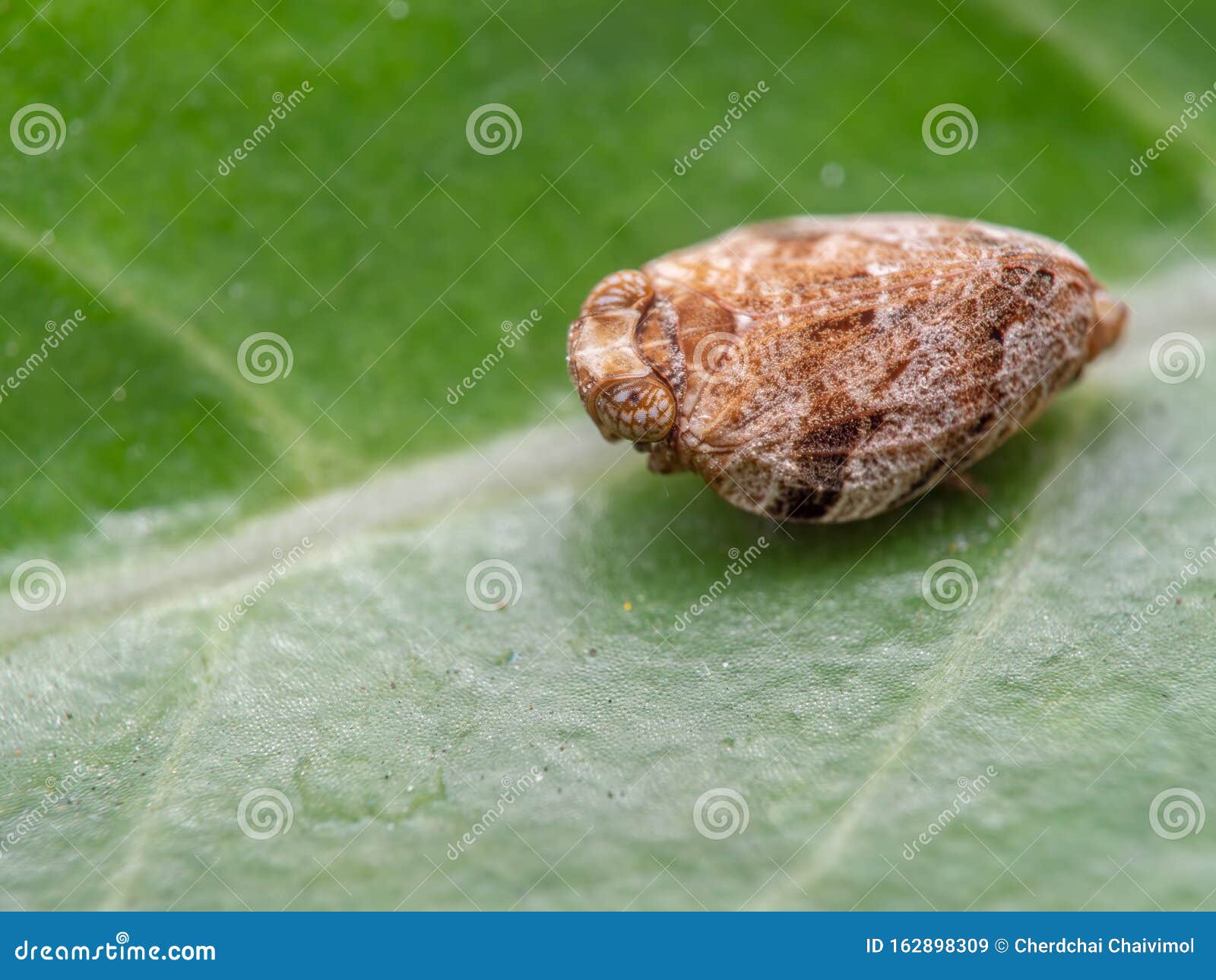 Macro Photo of Planthopper on Green Leaf Stock Image - Image of ...