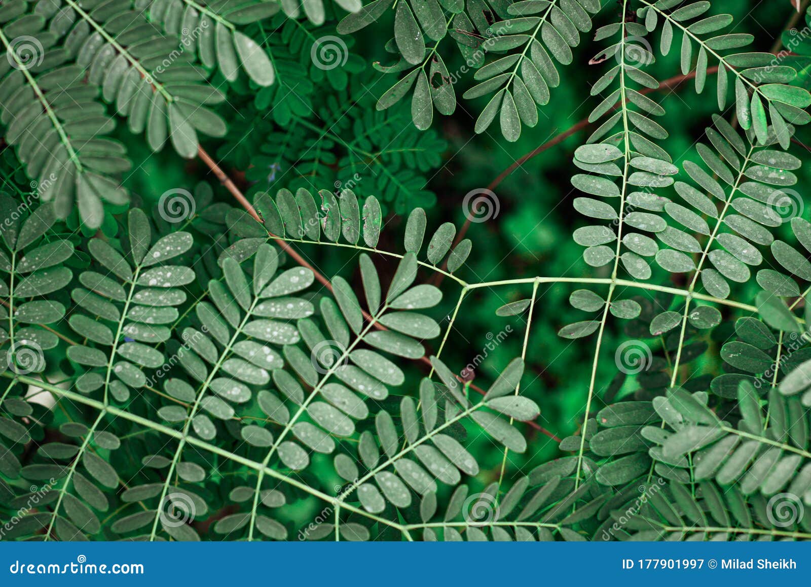 Macro photography plants stock image. Image of vegetation - 177901997