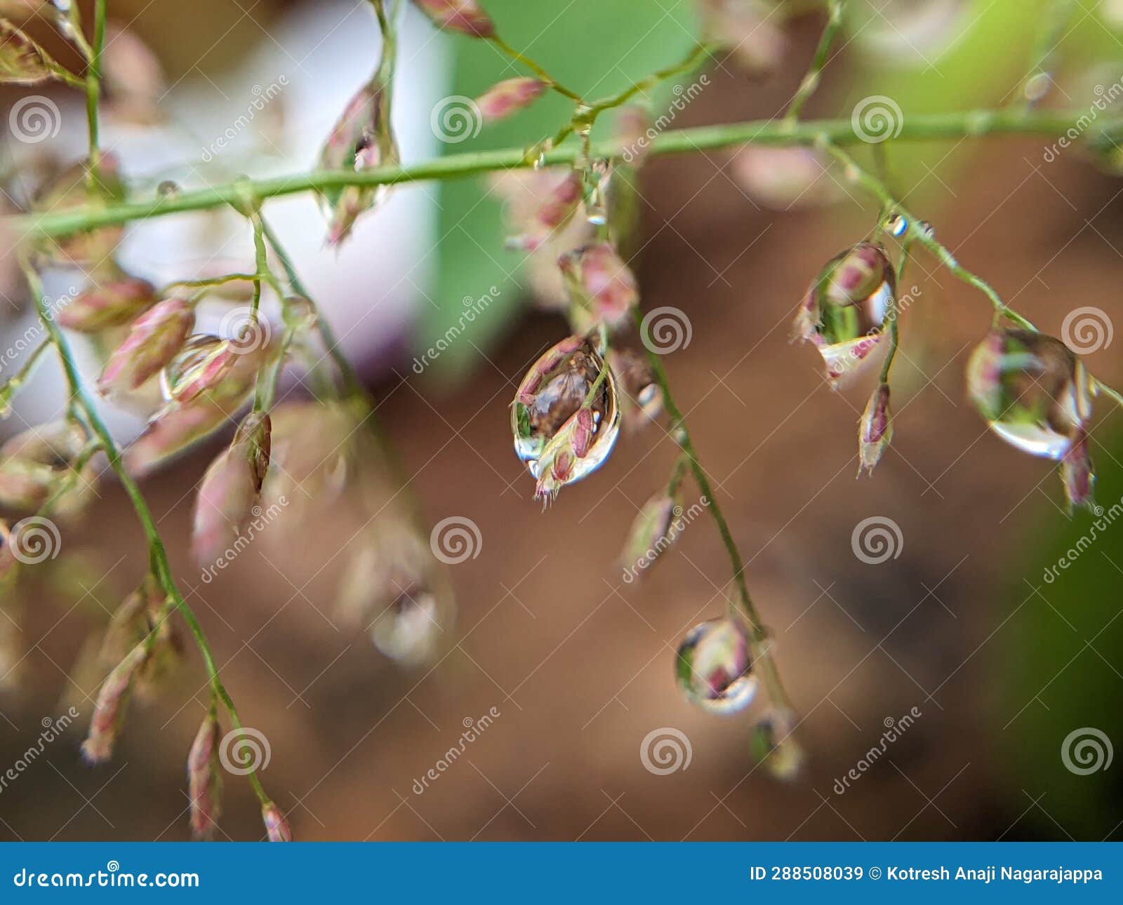Macro Photography of Rain Water Drops in the Nature Stock Image - Image ...