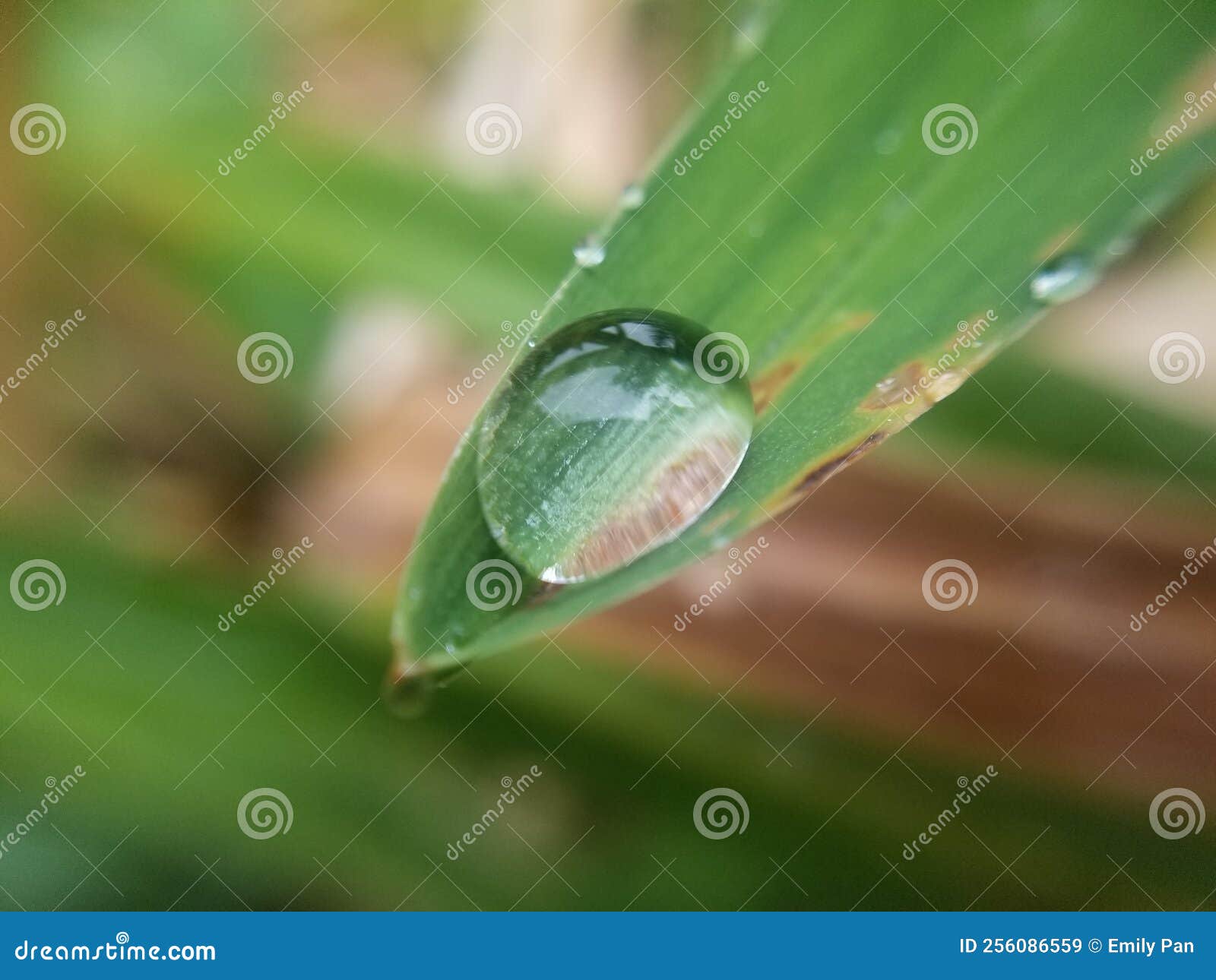 Macro Photography of a Raindrop Stock Image - Image of animal, leaf ...