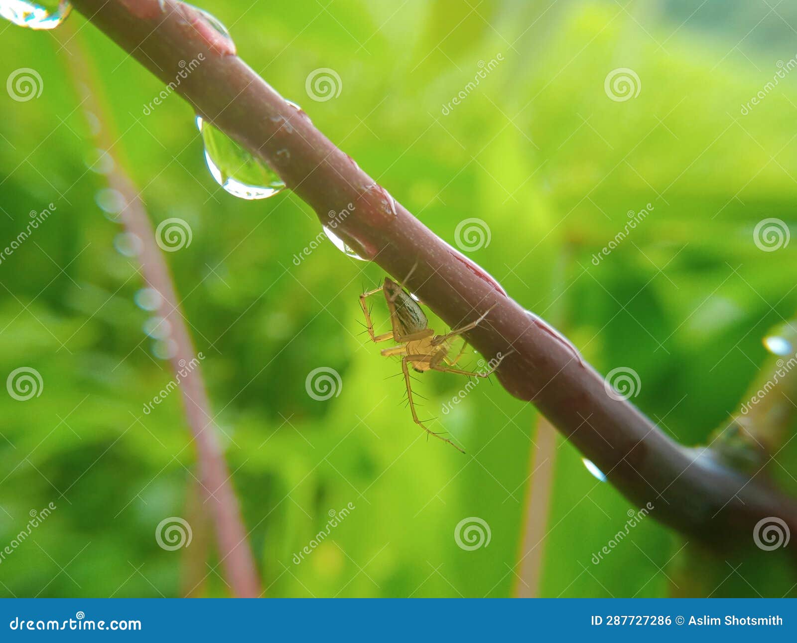 The Macro Photography of a Raindrop and Spider with a Blurred ...