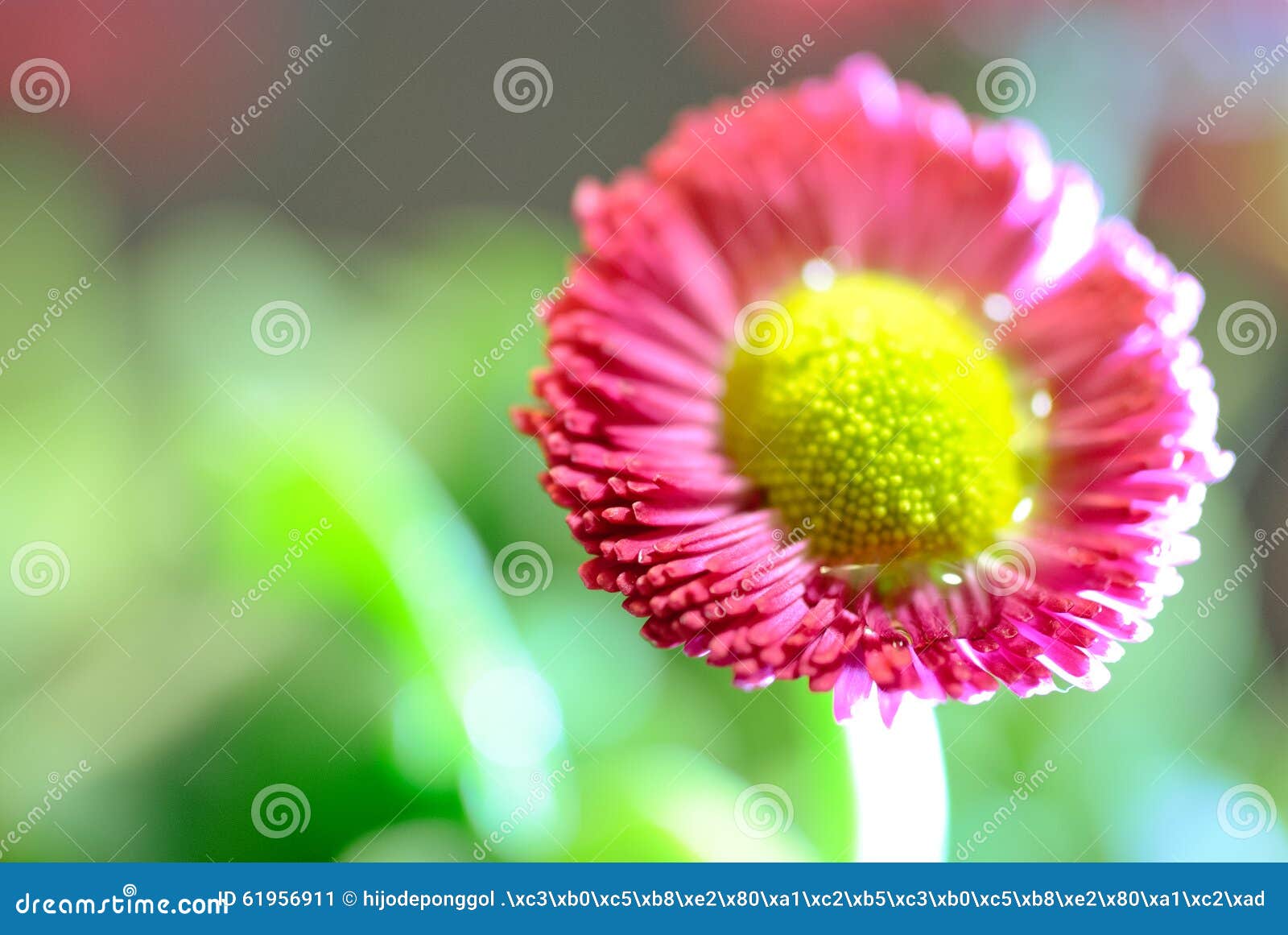 Macro Photography of a Red Flower Stock Image - Image of sigma, beauty ...