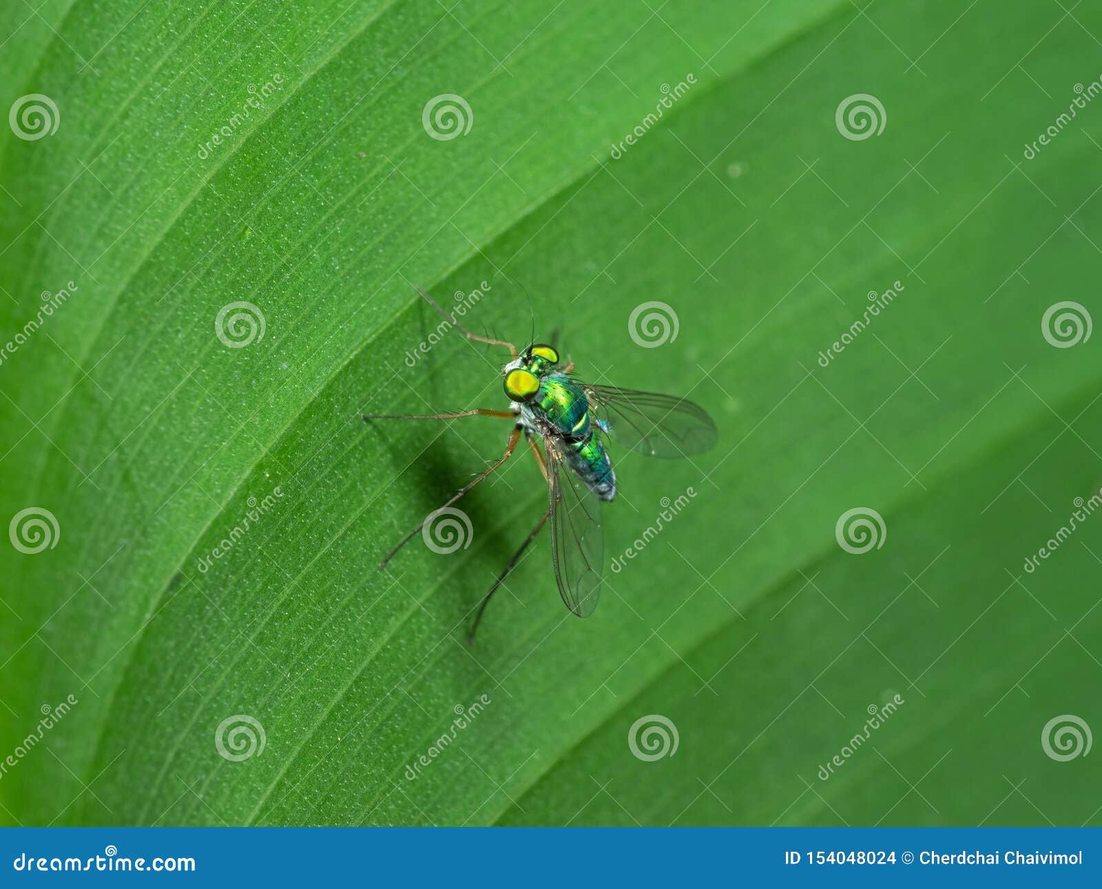 Macro Photo of Robber Fly on Green Leaf Stock Photo - Image of isolated ...