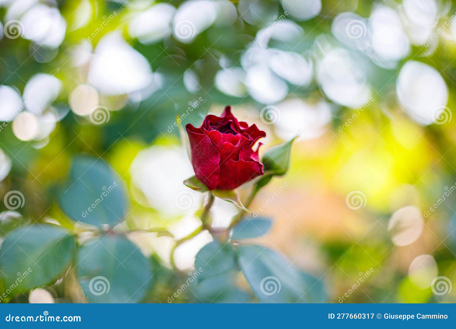 Macro Photography of a Rose Stock Image - Image of purity, stem: 277660317