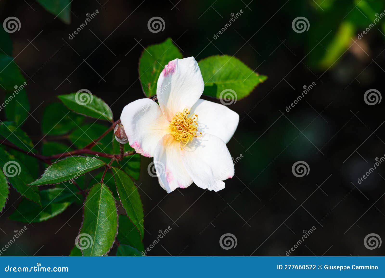 Macro Photography of a Rose Stock Photo - Image of rose, stem: 277660522