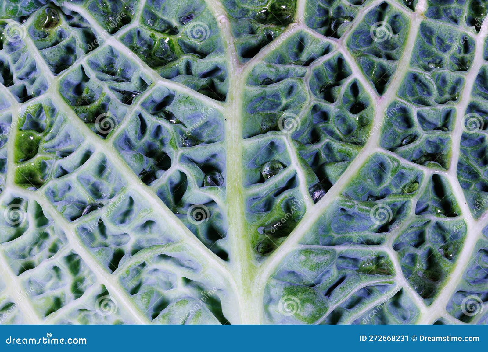 Macro Photography of a Savoy Cabbage Stock Image - Image of macro ...