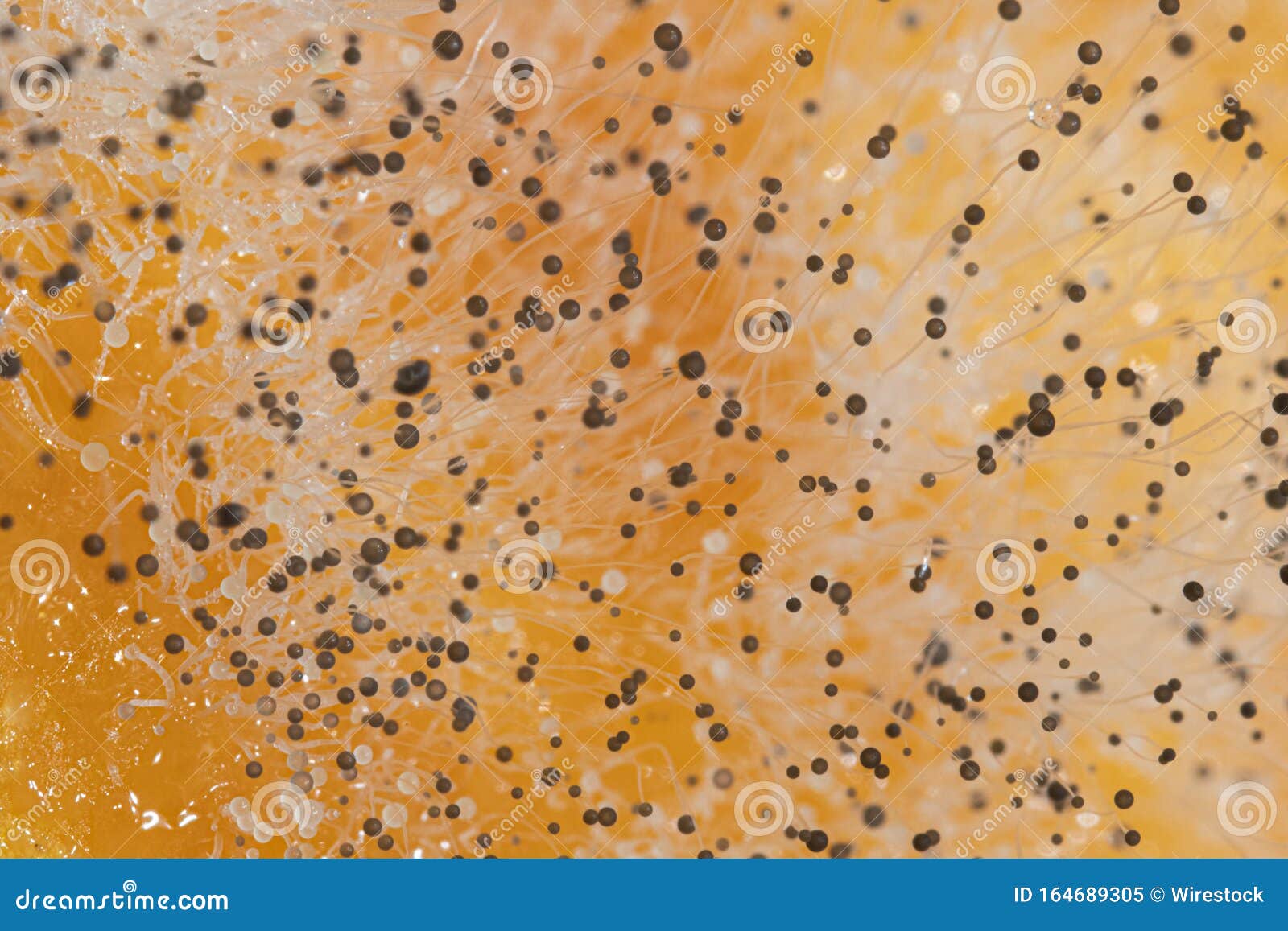 Macro Photography Shot of Fungus on a Rotten Pumpkin Stock Image ... Macro Photography Shot of Fungus on a Rotten Pumpkin Stock Image ...
